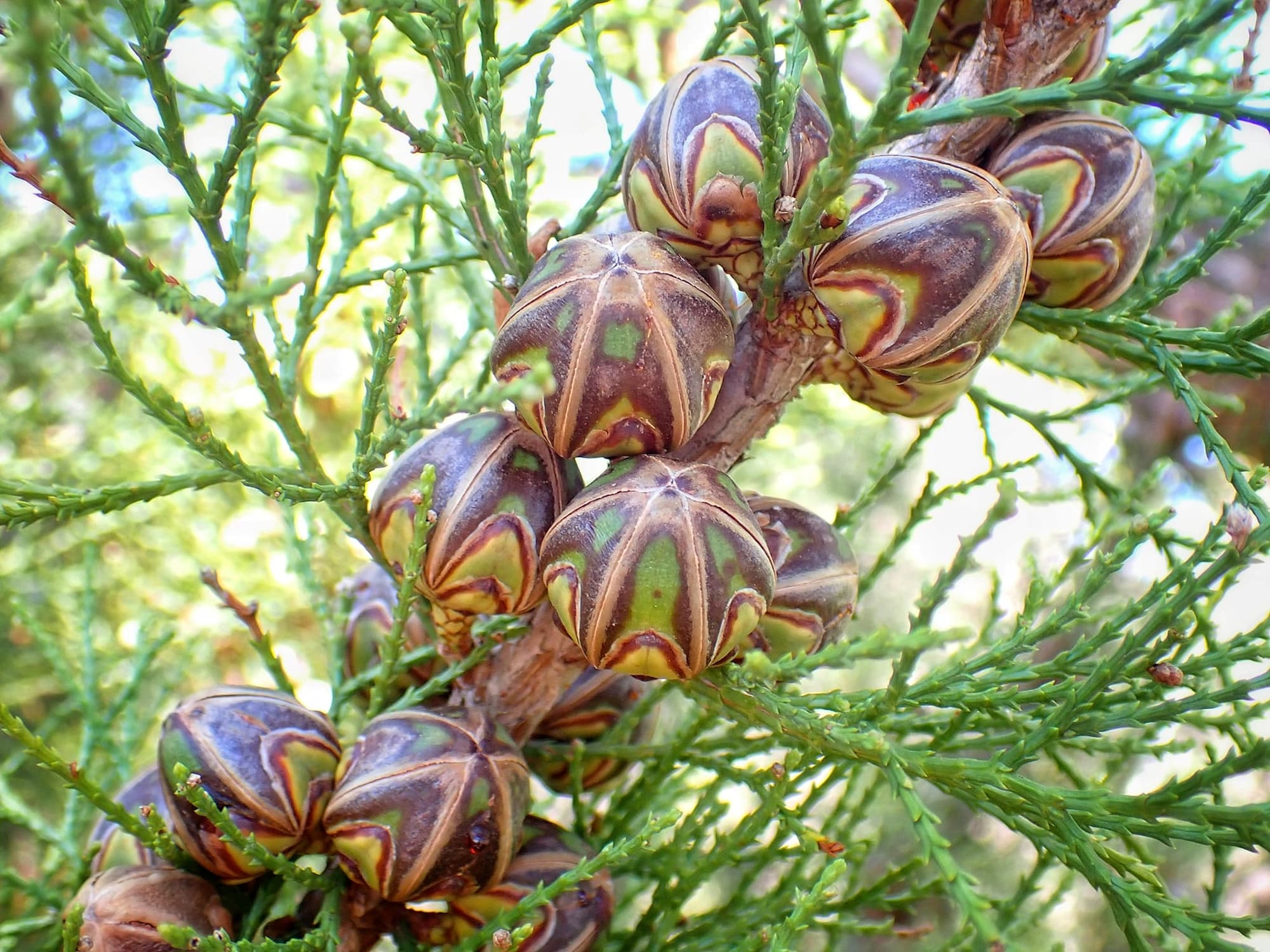 Callitris pyramidalis (Swamp Cypress) – Ausemade