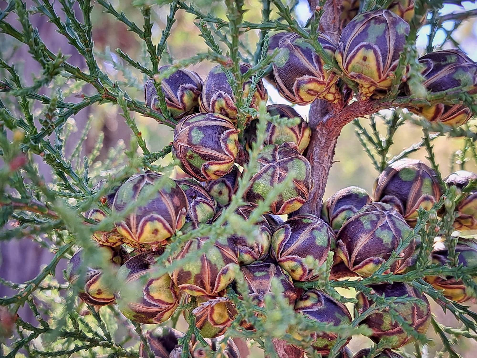 Callitris pyramidalis (Swamp Cypress) – Ausemade