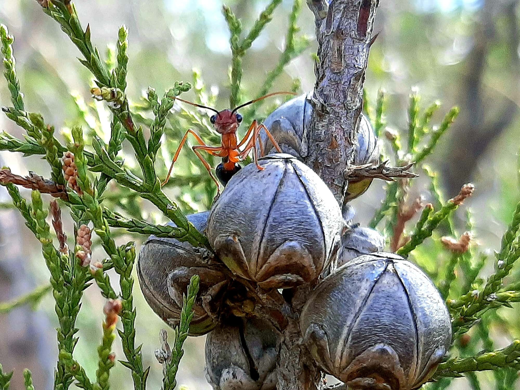 Callitris pyramidalis (Swamp Cypress) – Ausemade