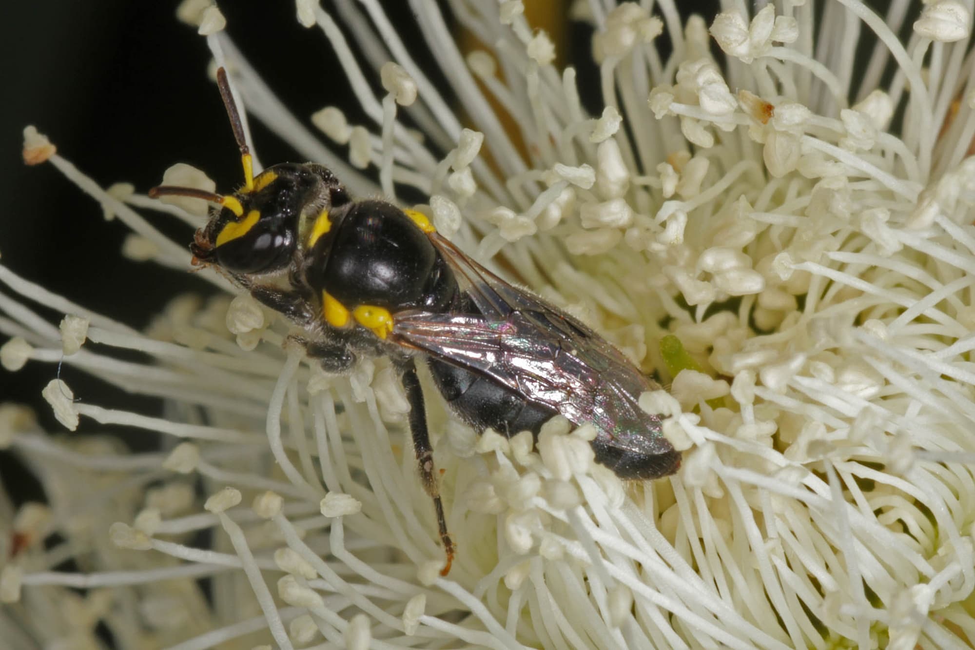 Callohesma – Ausemade