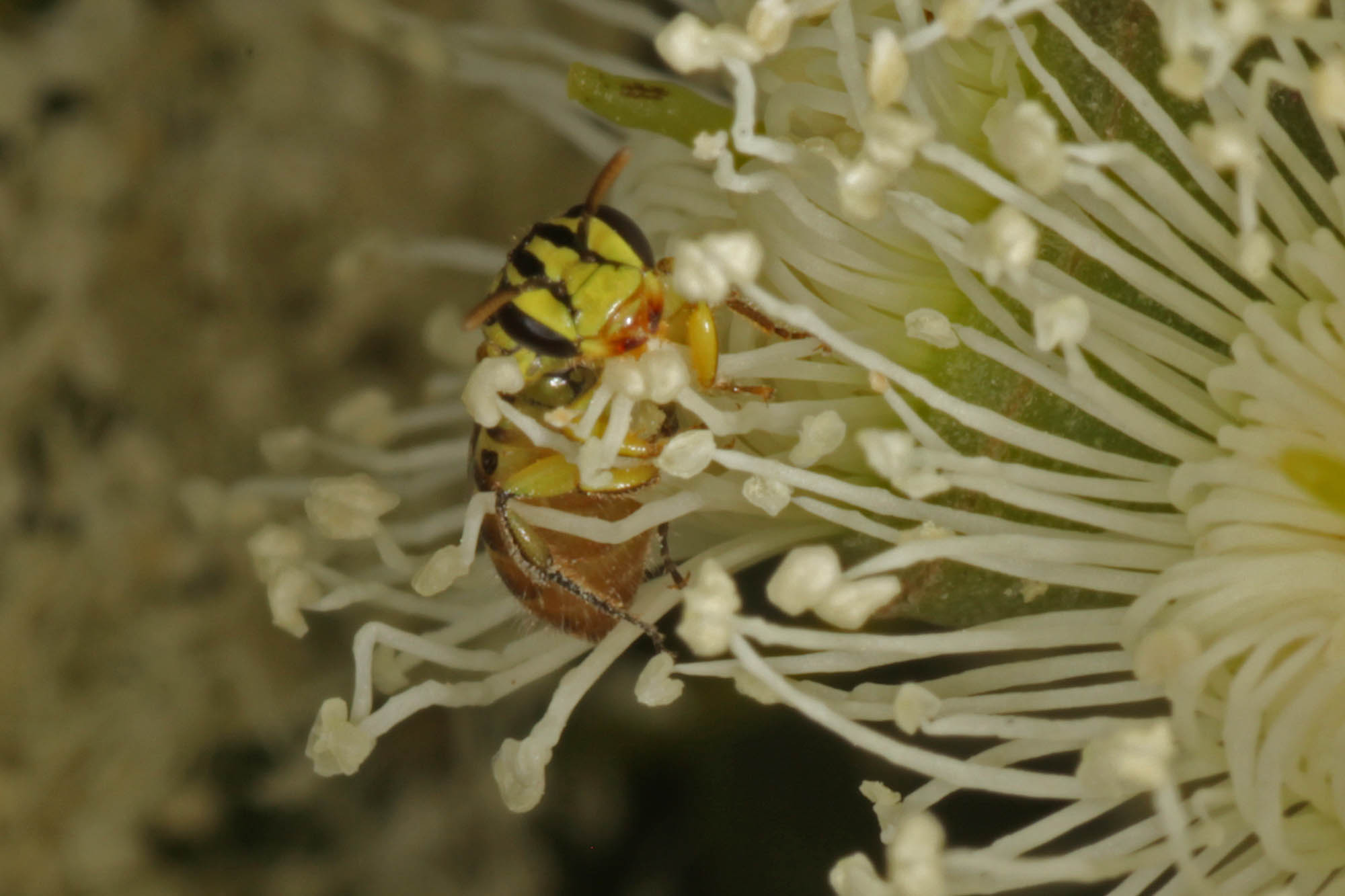 Callohesma – Ausemade