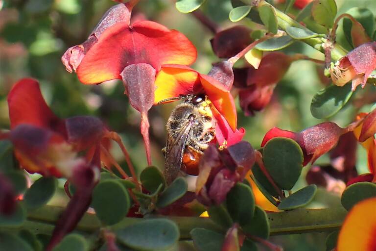 Native bees Euryglossa calaina and Callomelitta antipodes – Ausemade