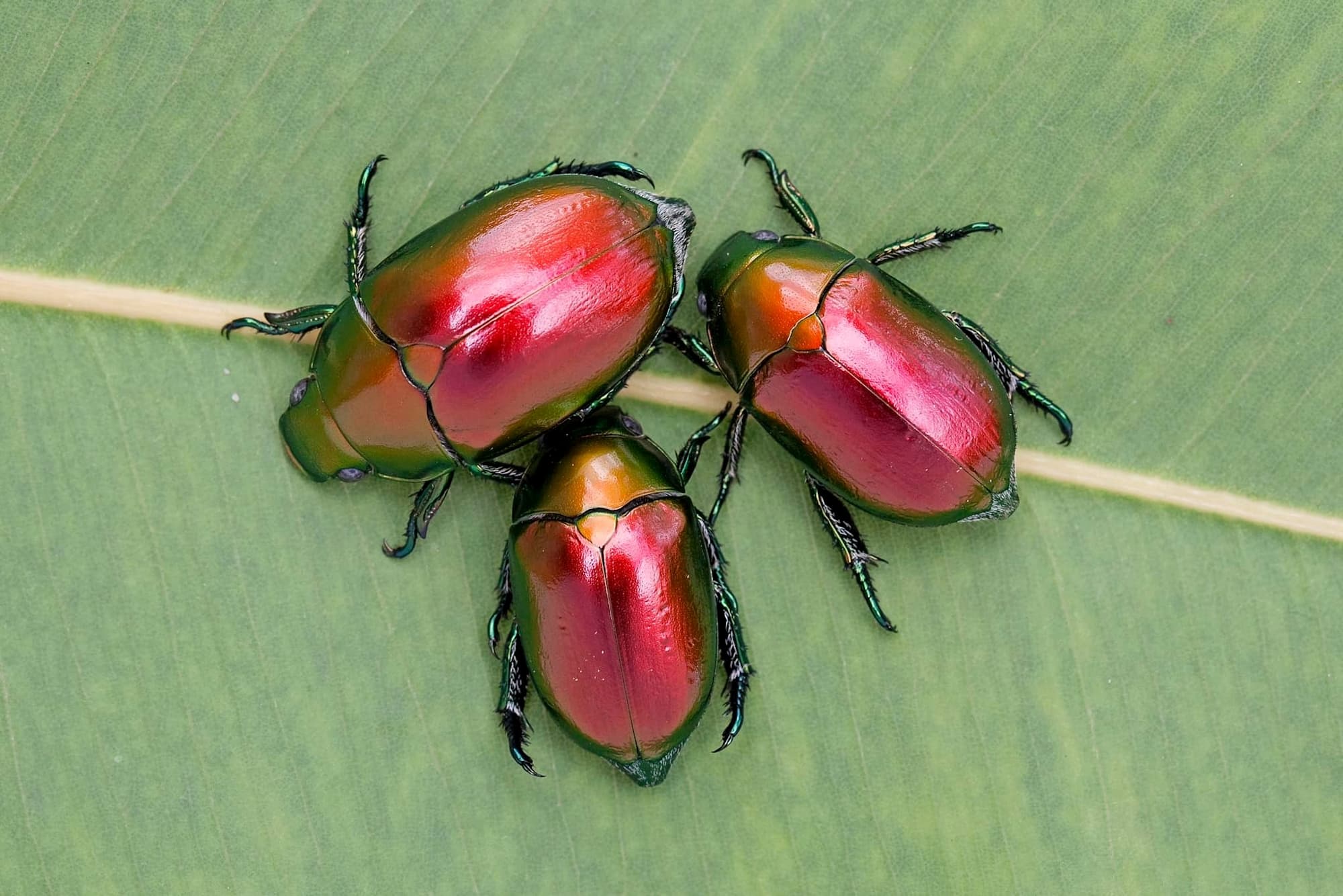 Christmas Beetles – Ausemade