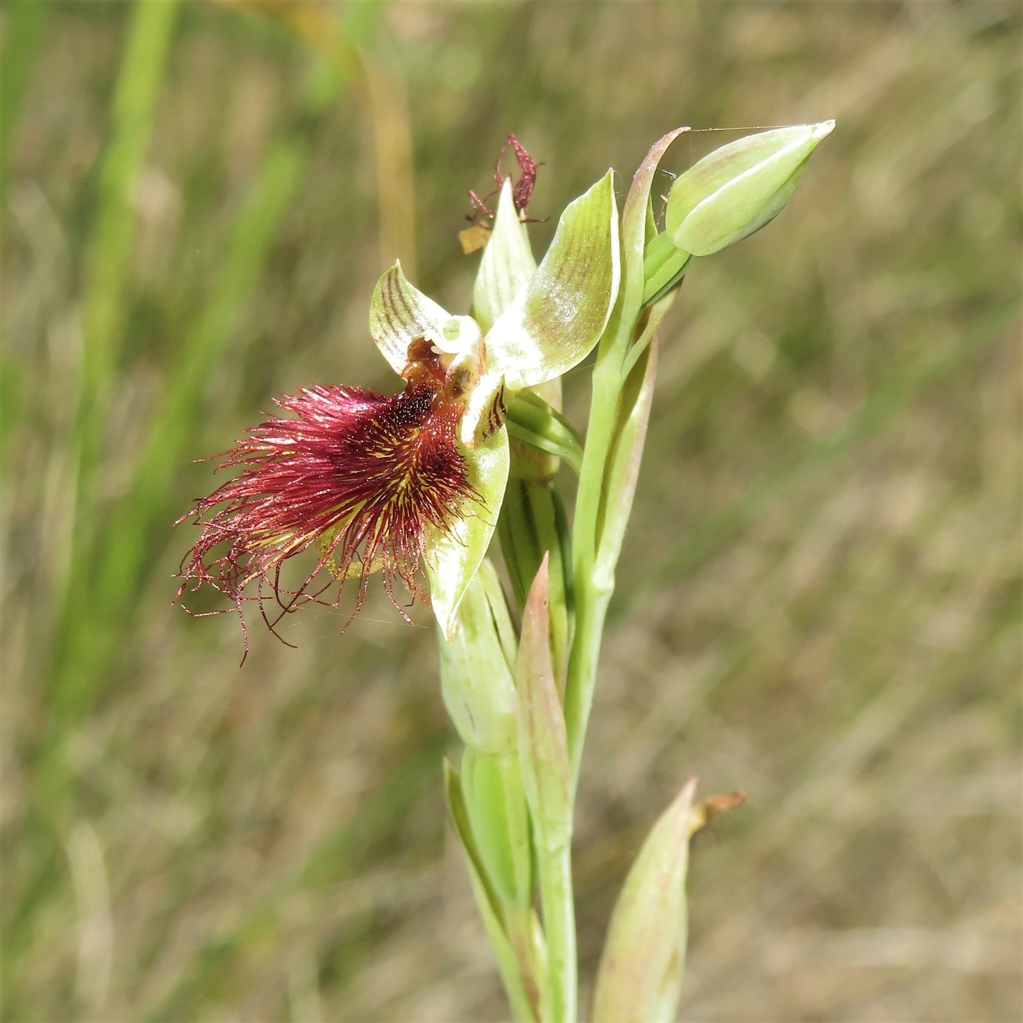 Calochilus paludosus (Red Beard Orchid) – Ausemade