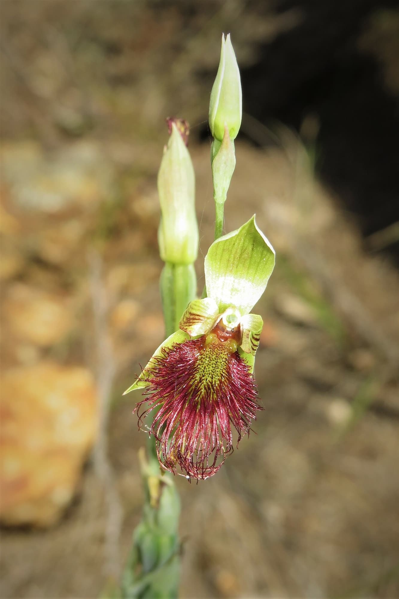 Calochilus paludosus (Red Beard Orchid) – Ausemade