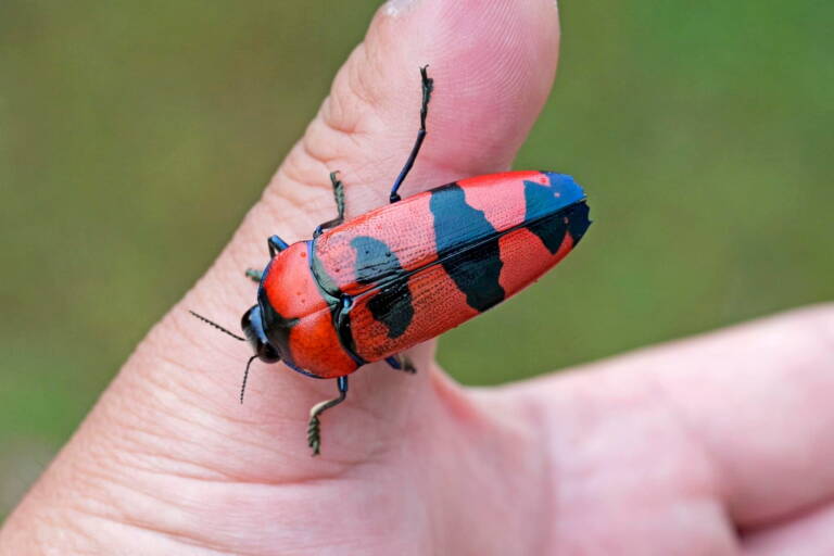 Calodema plebeia – Ausemade