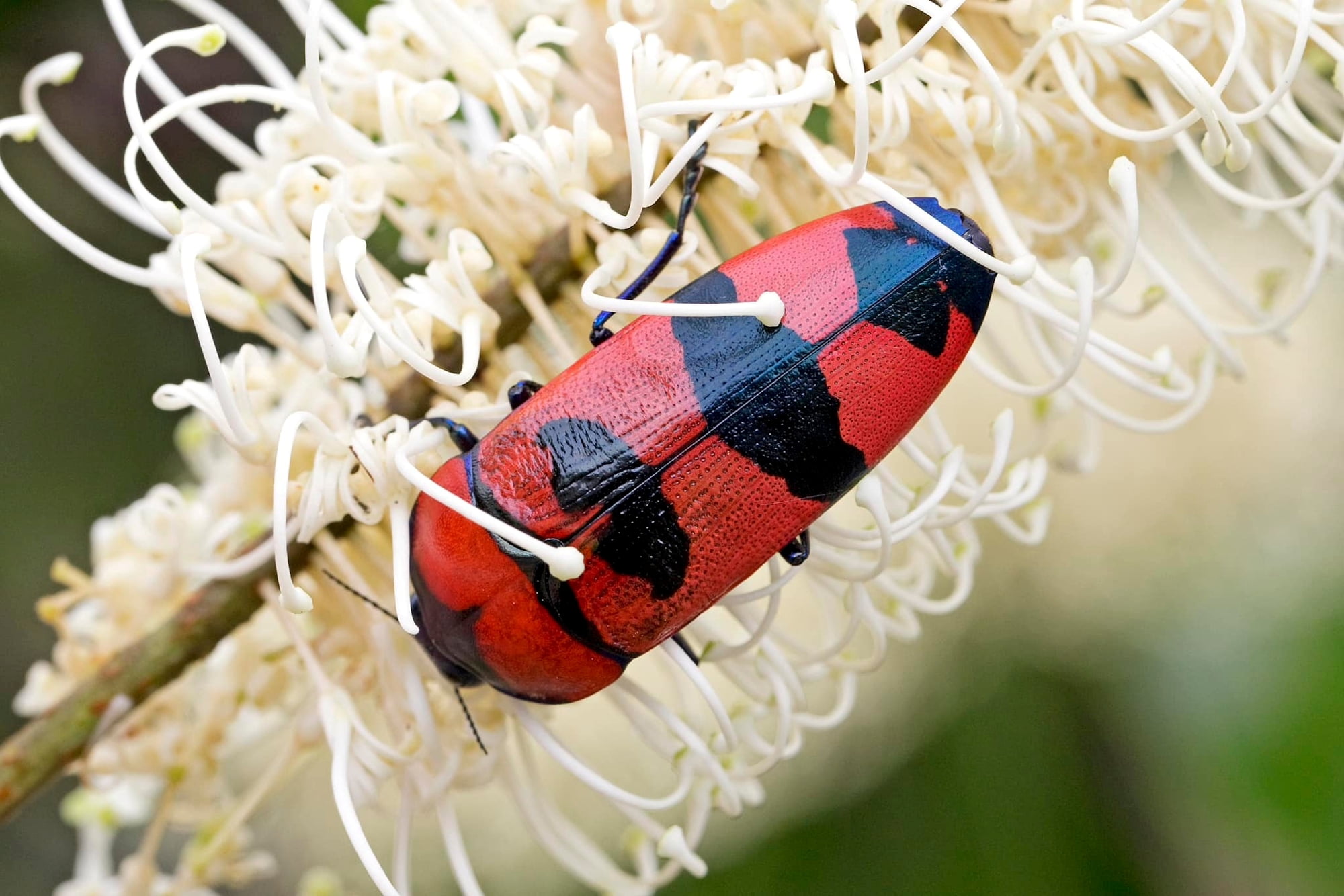 Calodema plebeia – Ausemade