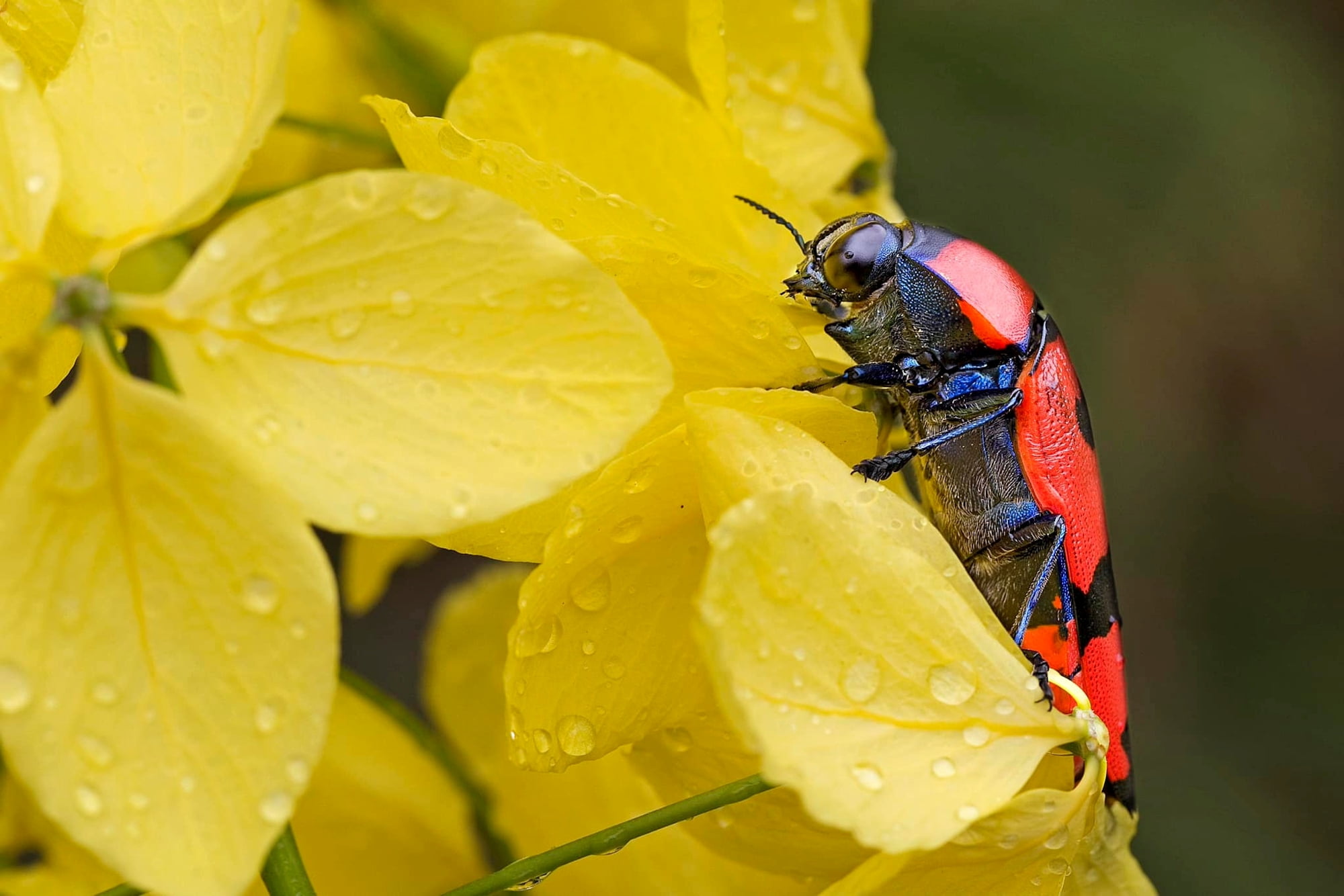 Calodema plebeia – Ausemade