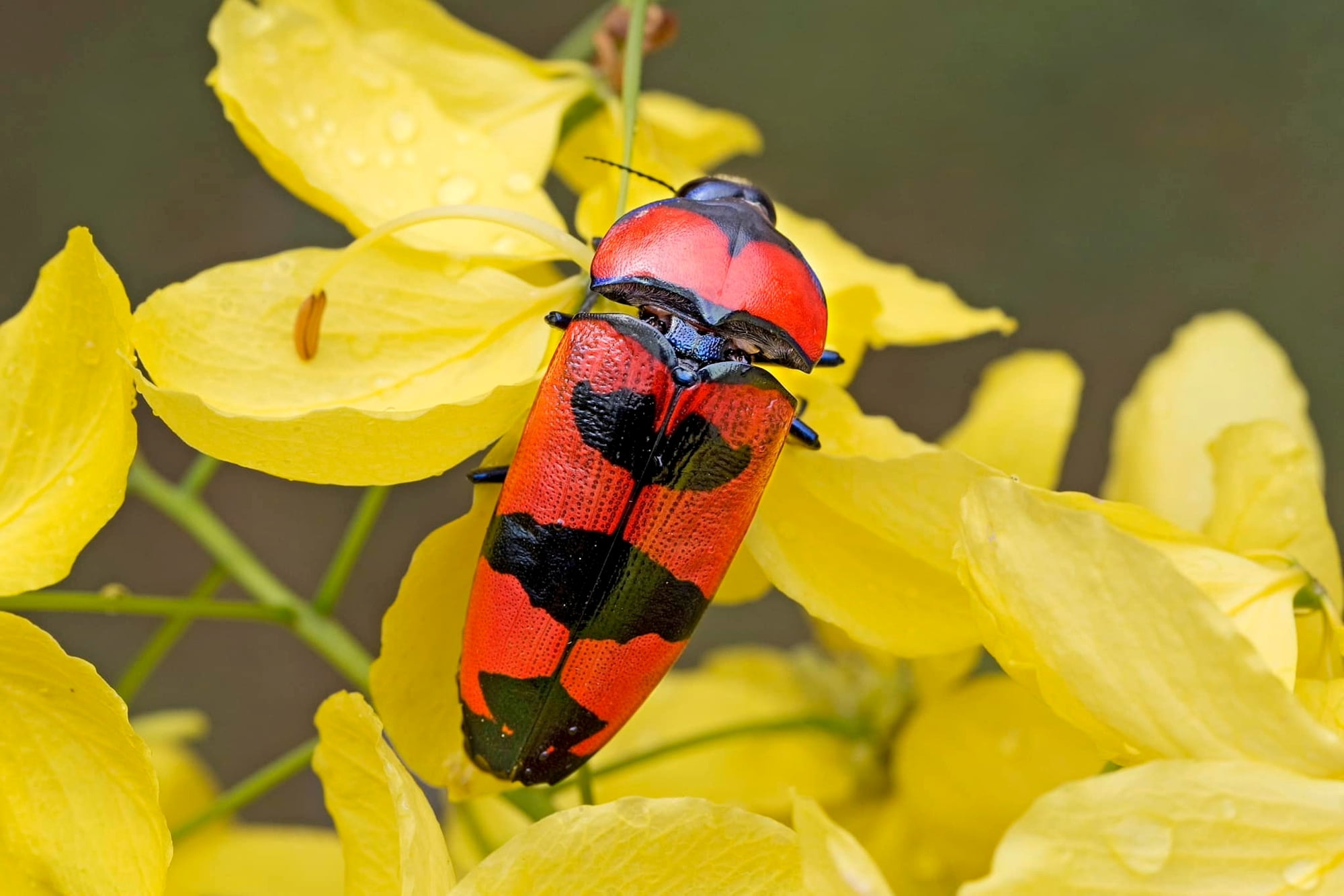 Calodema plebeia – Ausemade