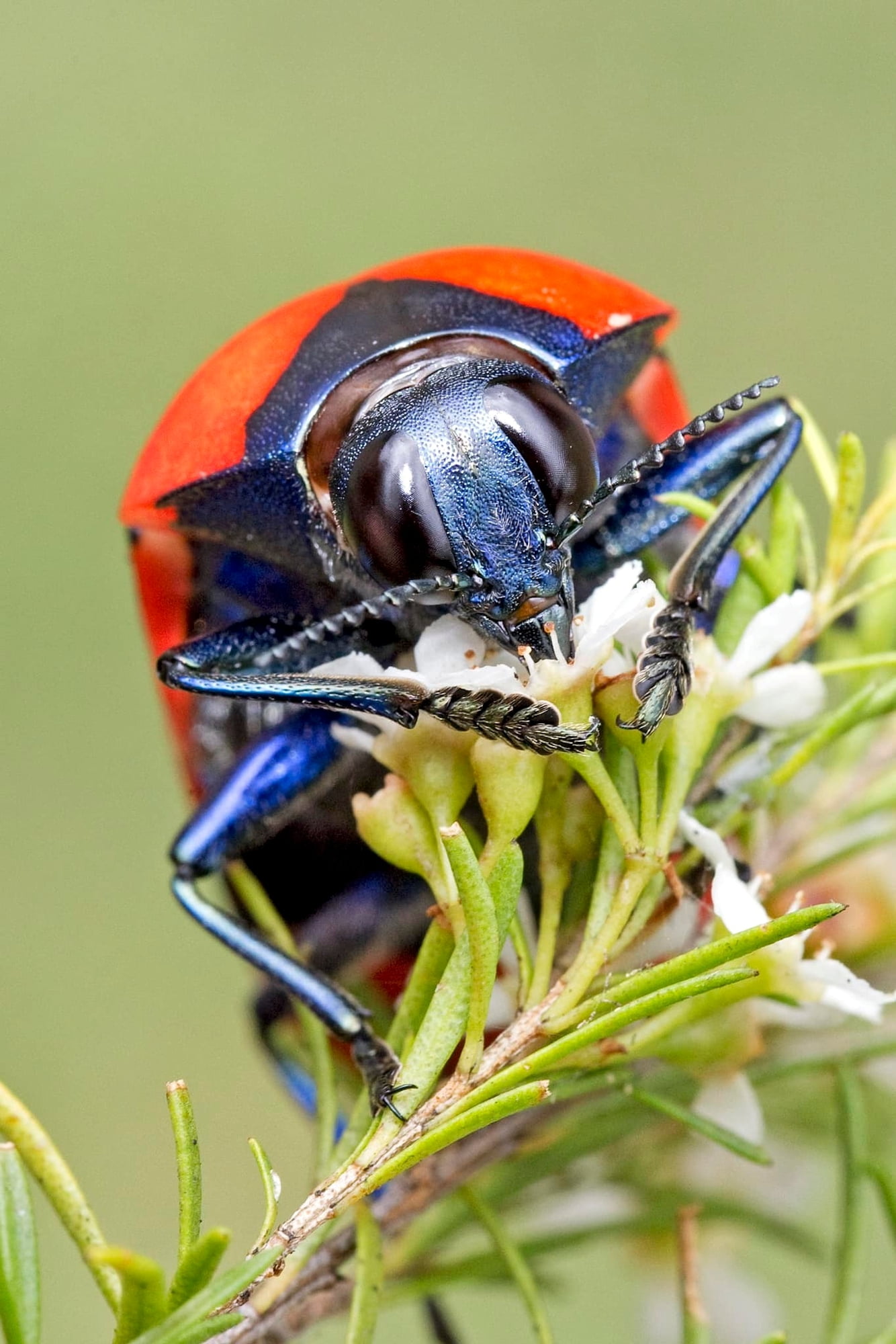 Calodema plebeia – Ausemade