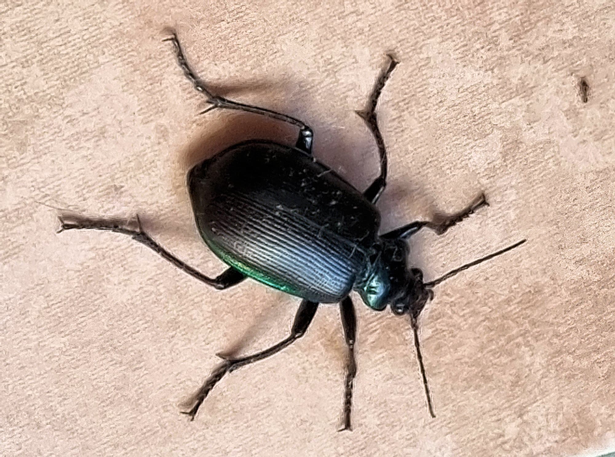 Calosoma oceanicum – Ausemade