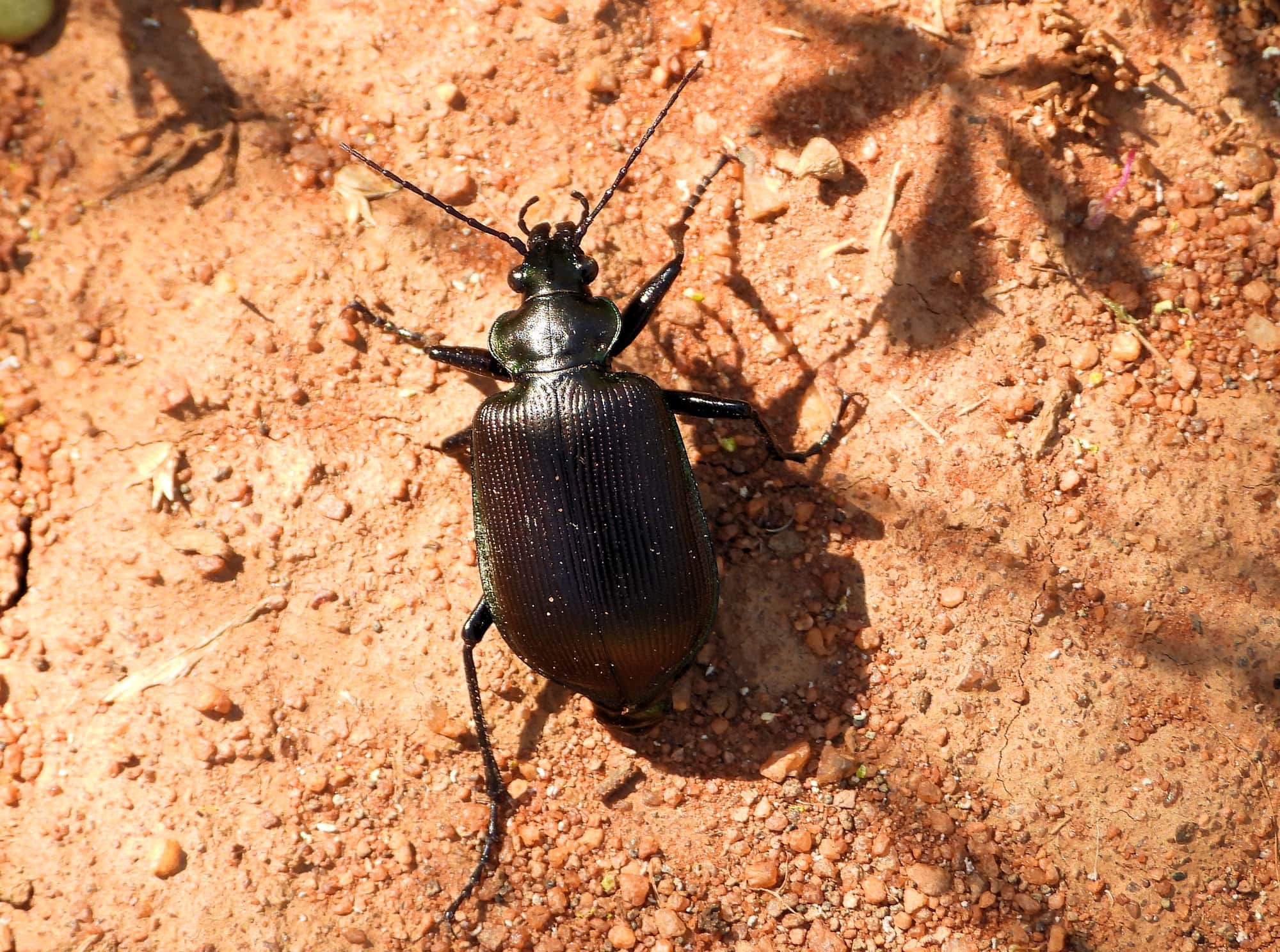 Calosoma oceanicum – Ausemade