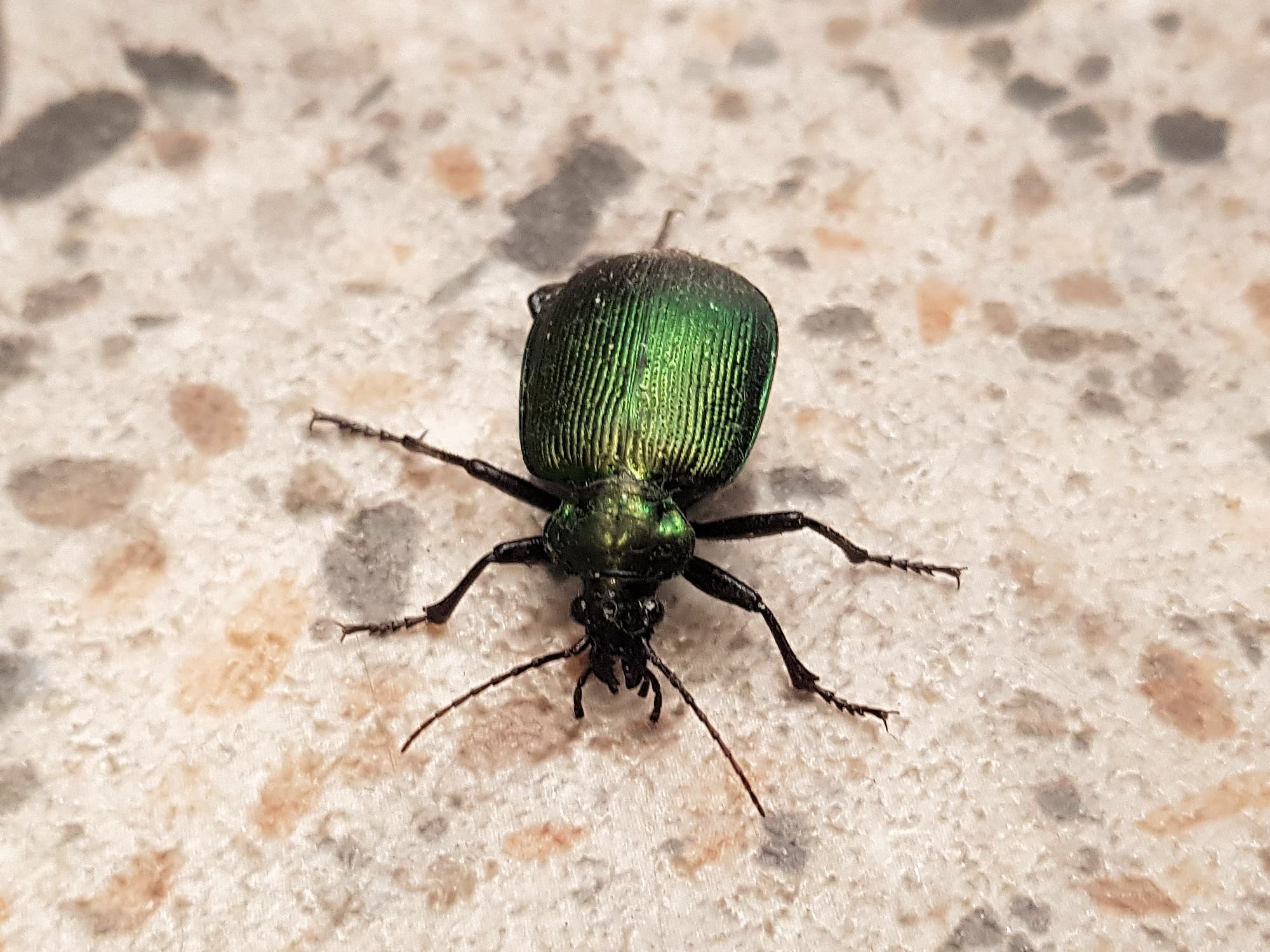 Calosoma schayeri – Ausemade