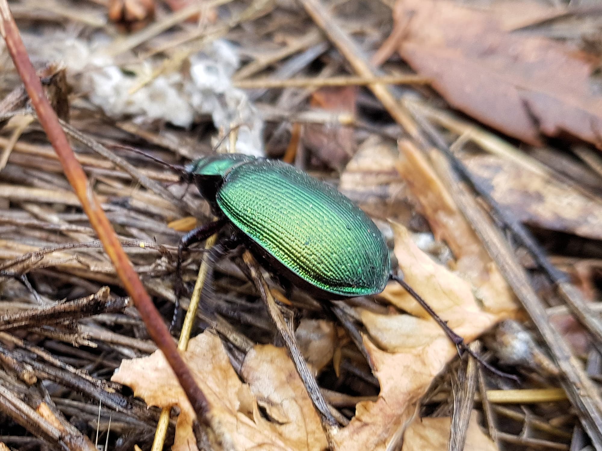 Northern Territory Fauna – Ausemade