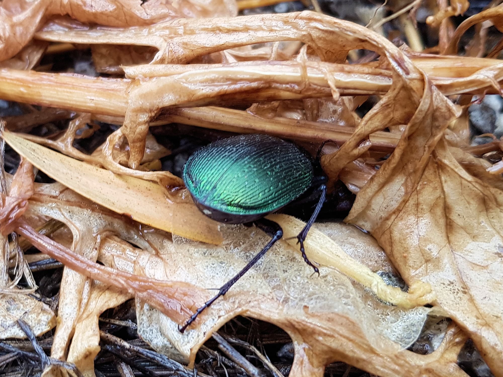 Calosoma schayeri – Ausemade