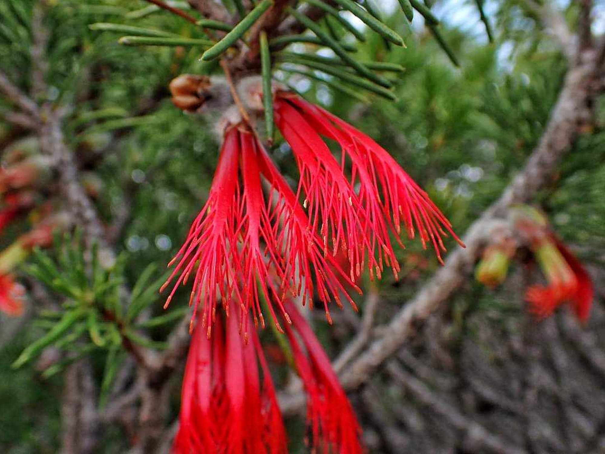 Calothamnus quadrifidus – Ausemade