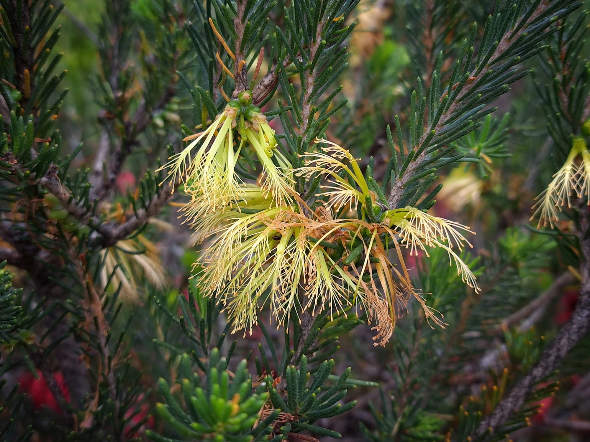 Calothamnus quadrifidus (Yellow Form) – Ausemade