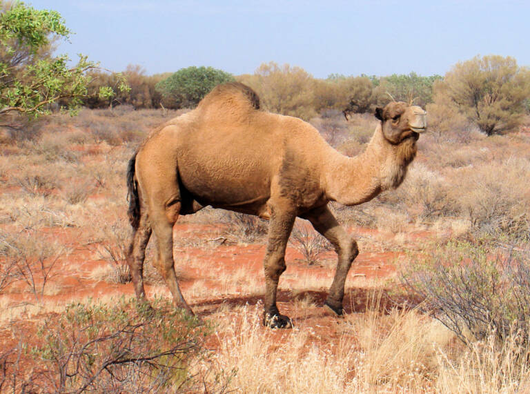 Fauna of Uluru-Kata Tjuta – Ausemade