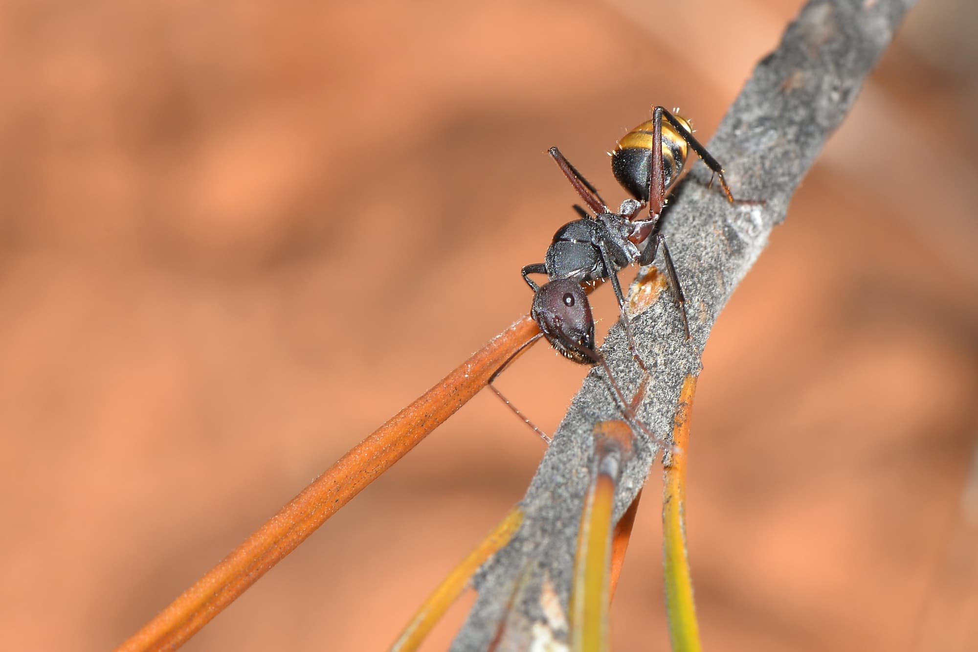 Camponotus aurocinctus – Ausemade