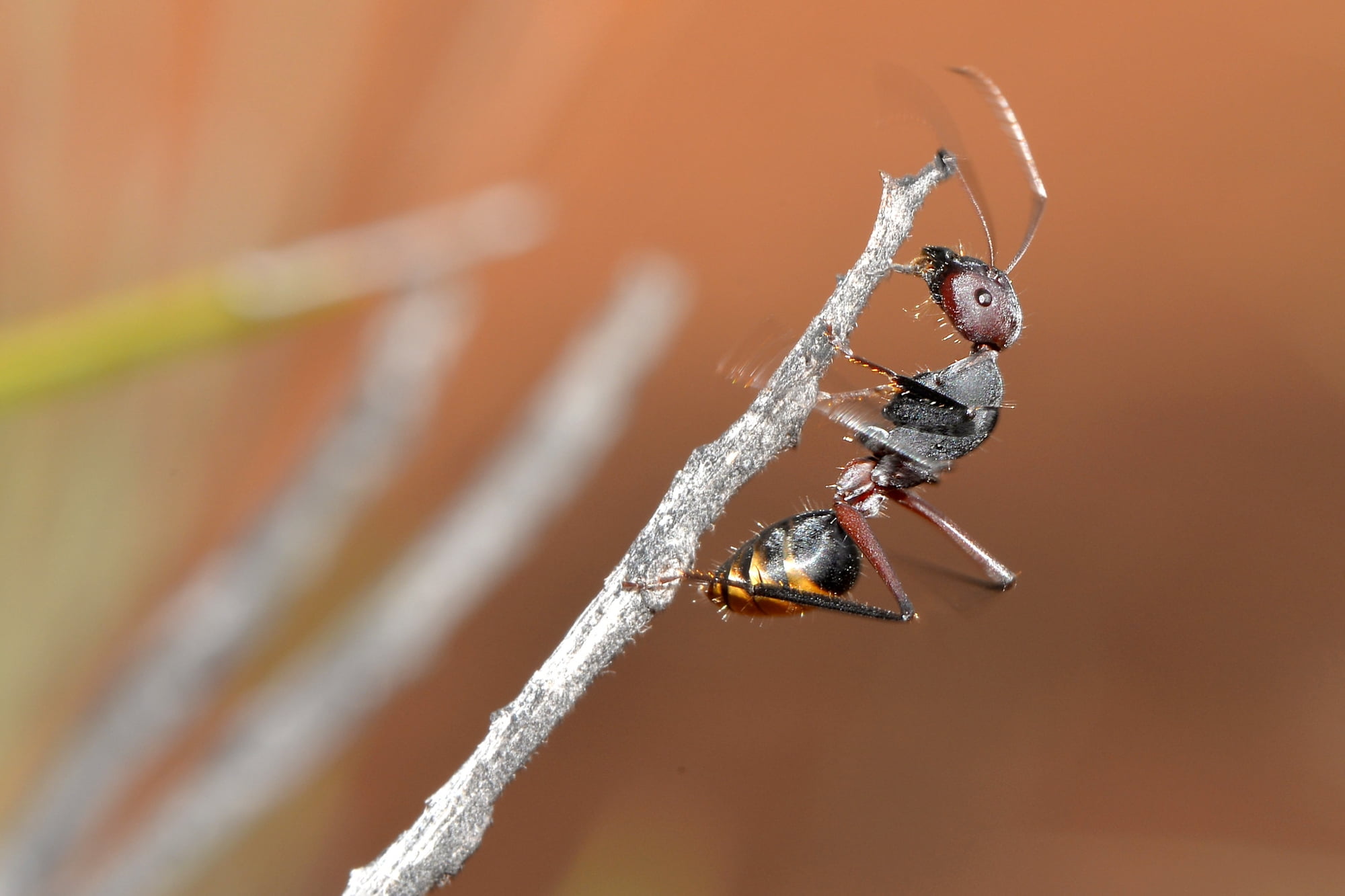 Camponotus aurocinctus – Ausemade