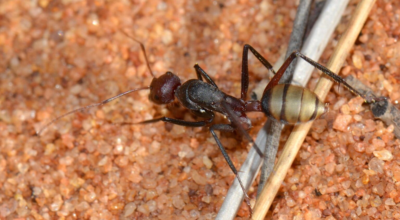 Camponotus aurocinctus – Ausemade