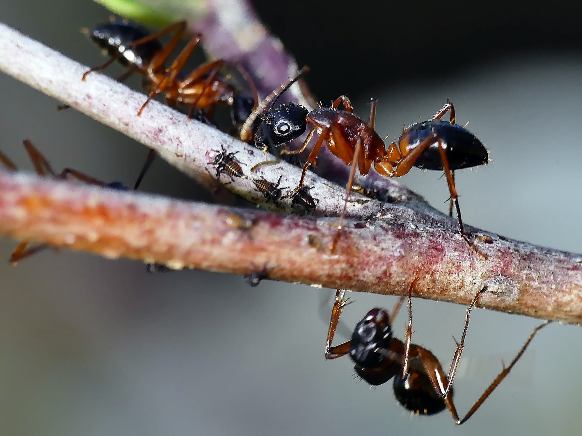 Camponotus consobrinus (Banded Sugar Ant) – Ausemade