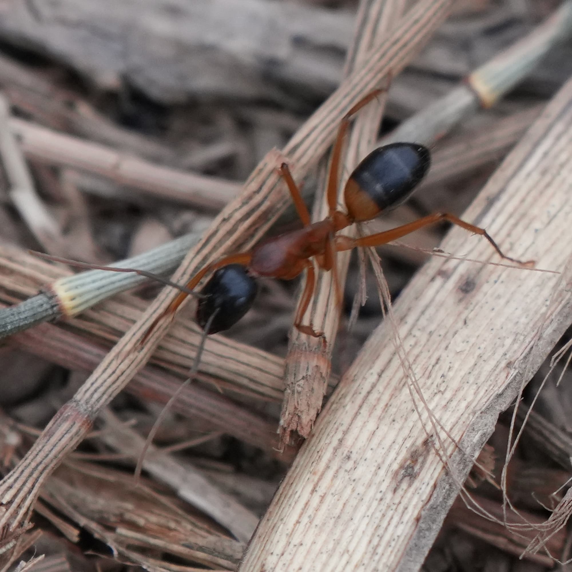 Camponotus Ants – Ausemade