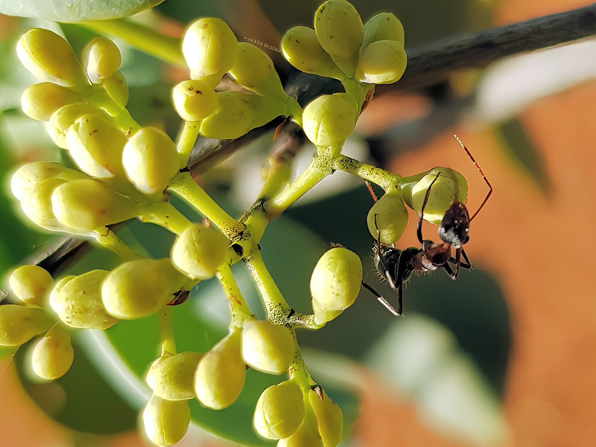 ASDP Camponotus denticulatus – Ausemade