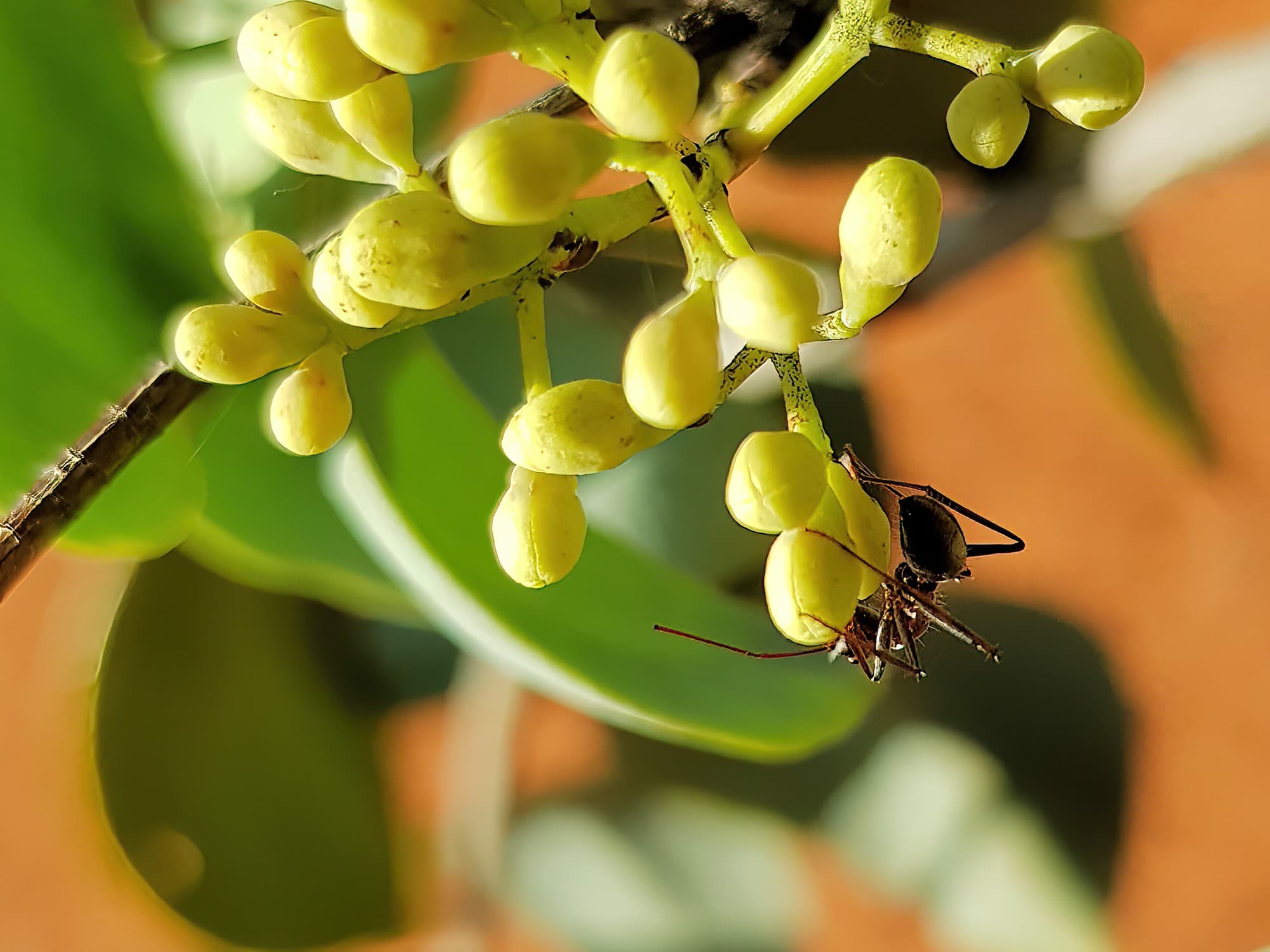ASDP Camponotus denticulatus – Ausemade
