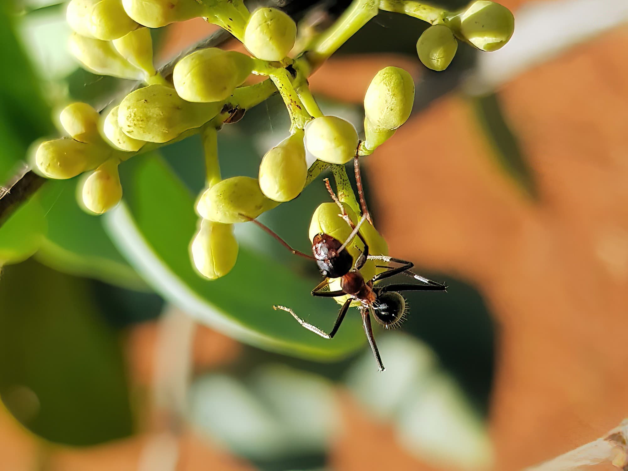 ASDP Camponotus denticulatus – Ausemade