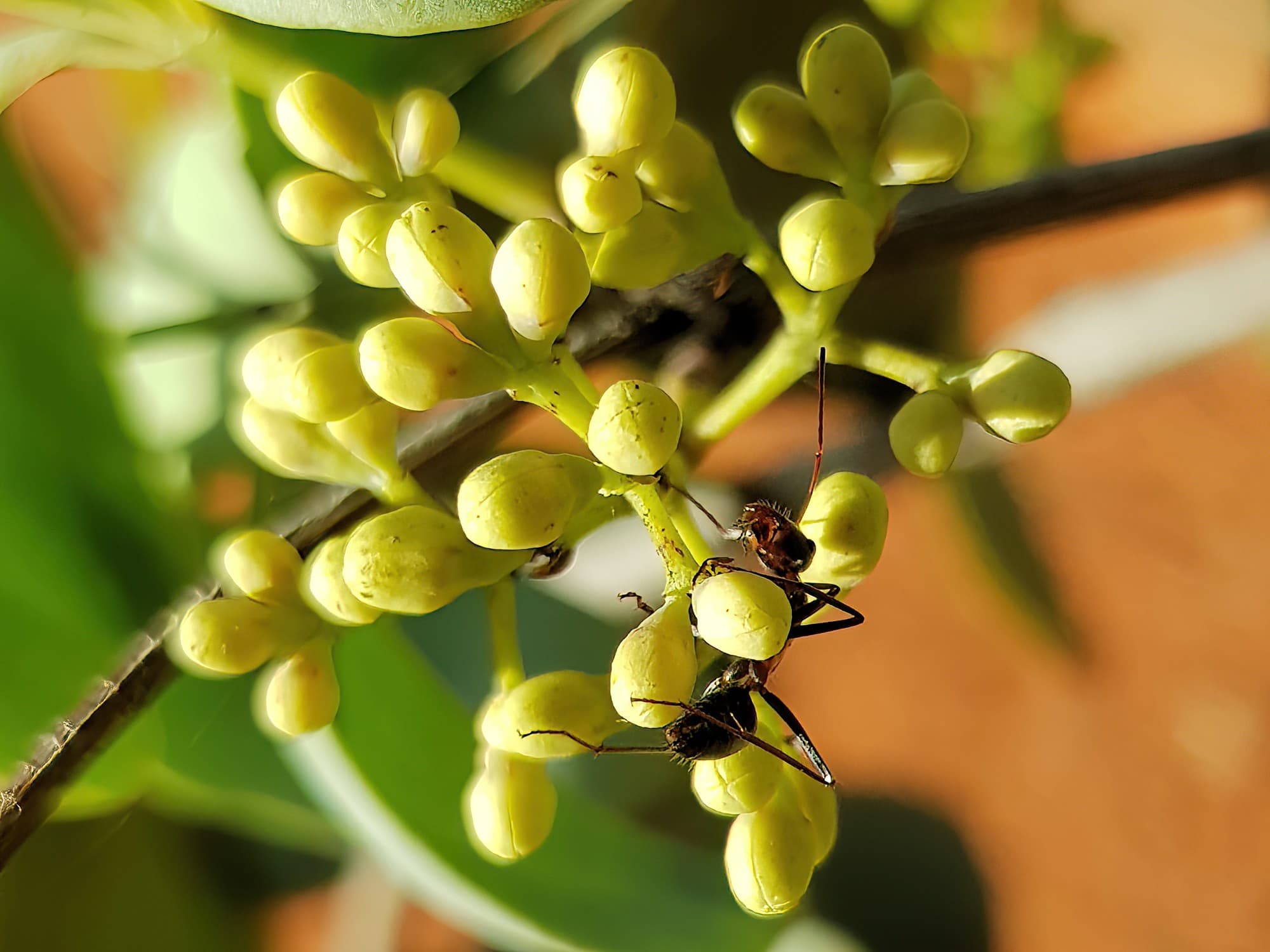 ASDP Camponotus denticulatus – Ausemade