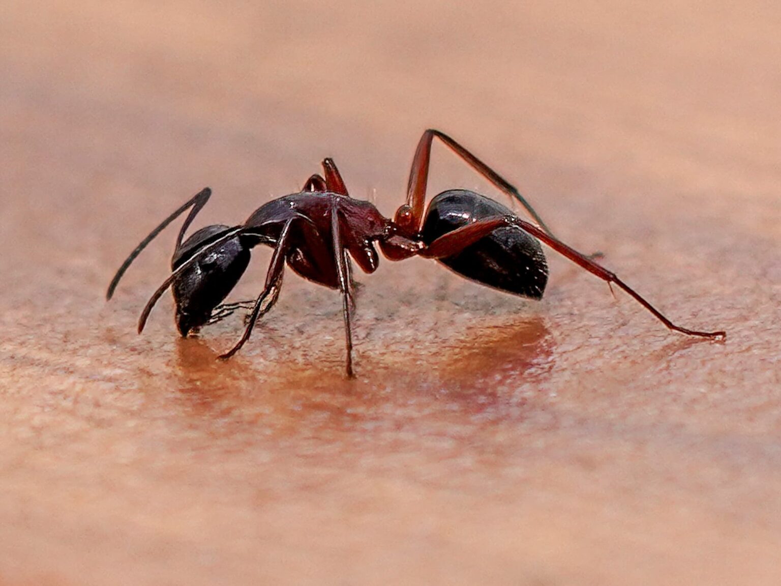 Camponotus Ants – Ausemade