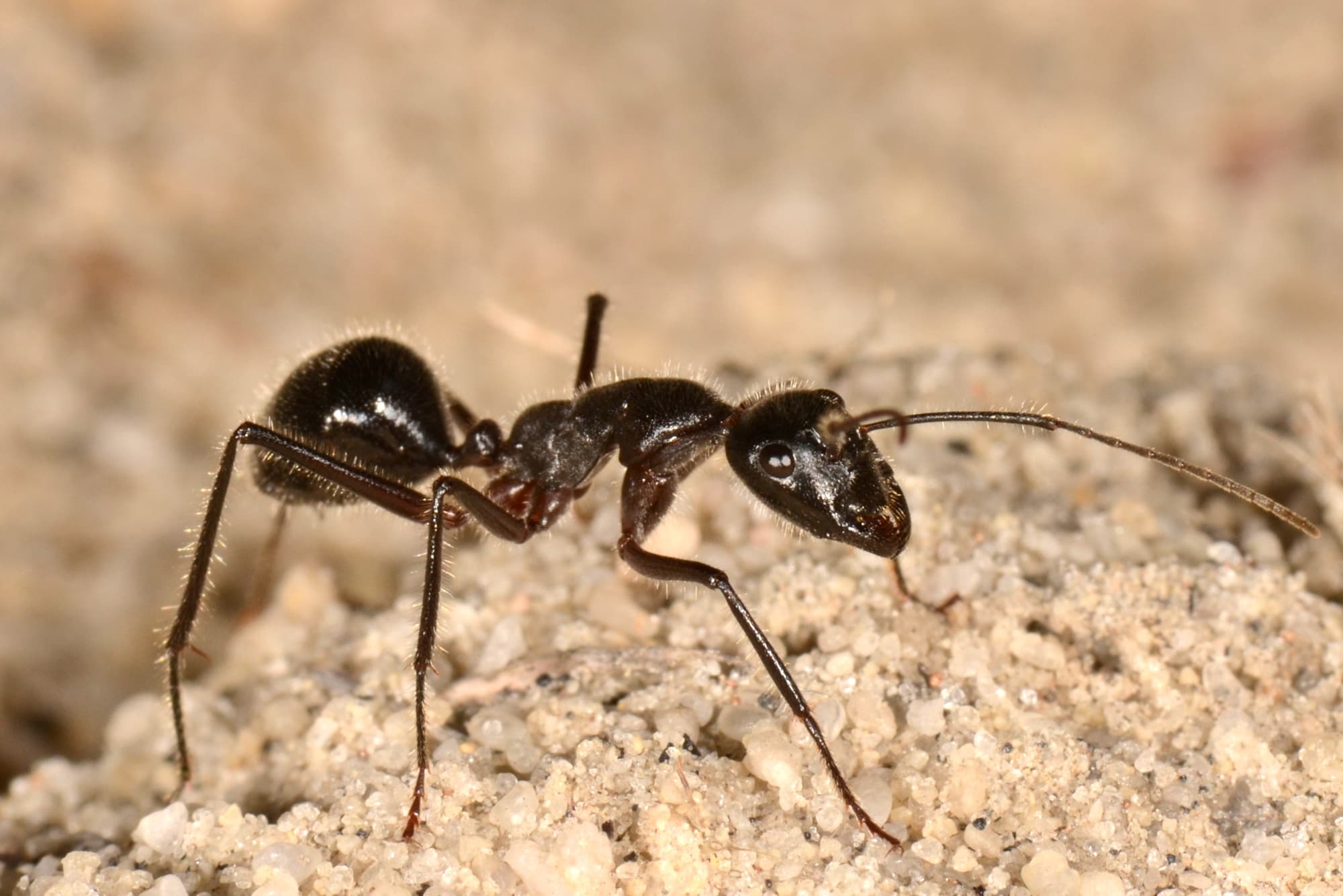 Camponotus Ants – Ausemade