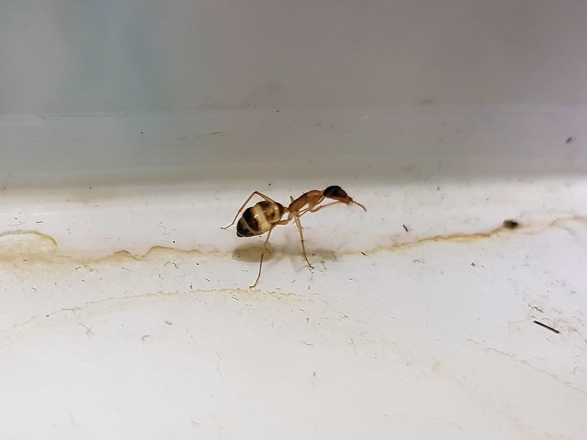 Camponotus novaehollandiae group – Ausemade