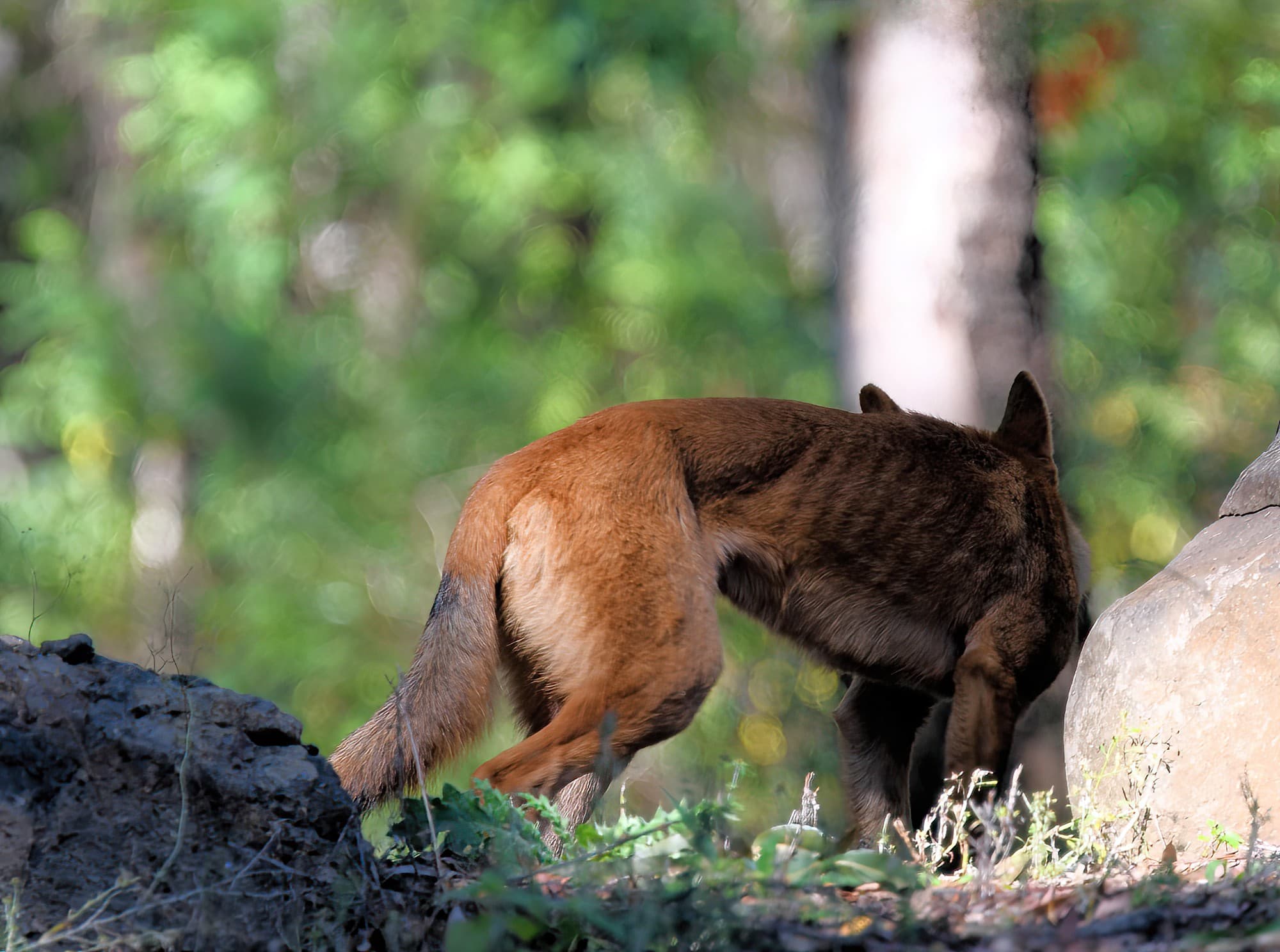 Lamington NP Fauna – Ausemade