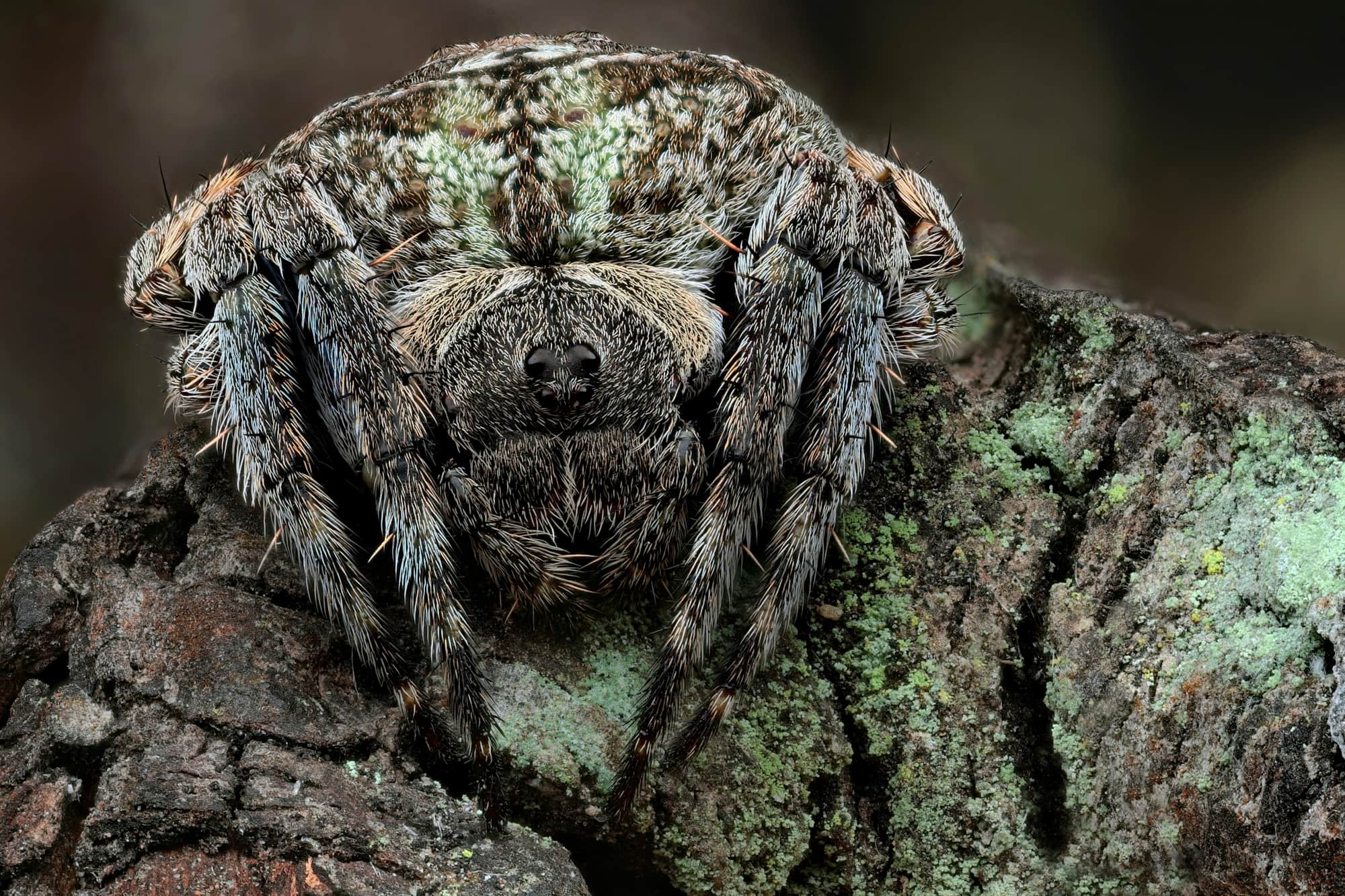 Carepalxis sp – Ausemade