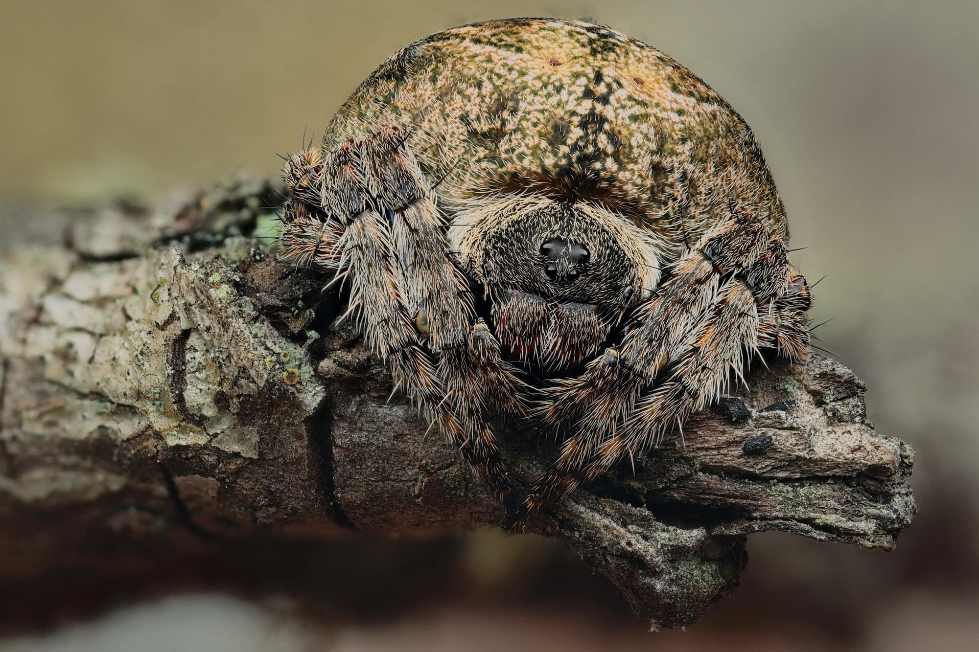 Carepalxis sp – Ausemade