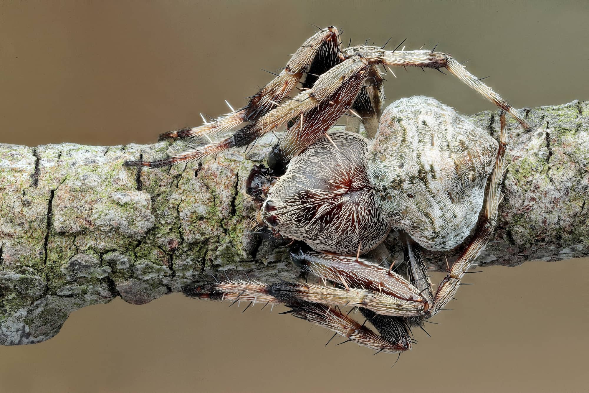 Carepalxis sp – Ausemade