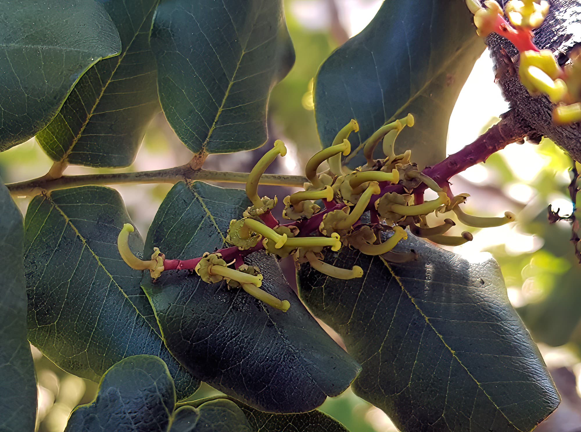 Carob Tree (Ceratonia siliqa) – Ausemade