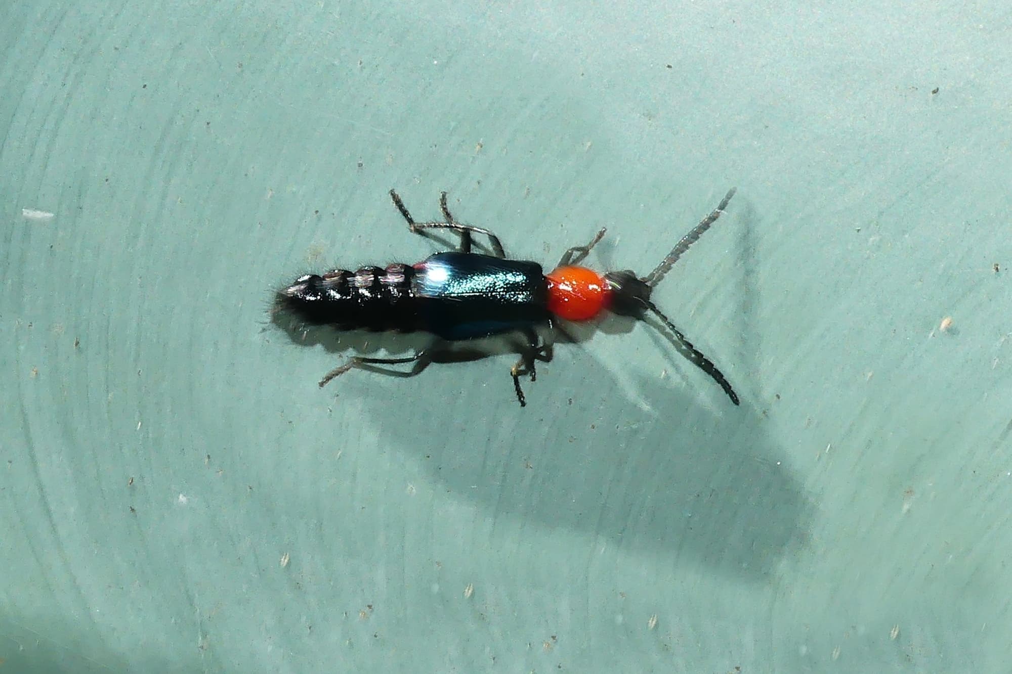 Carphurus cyanopterus – Ausemade