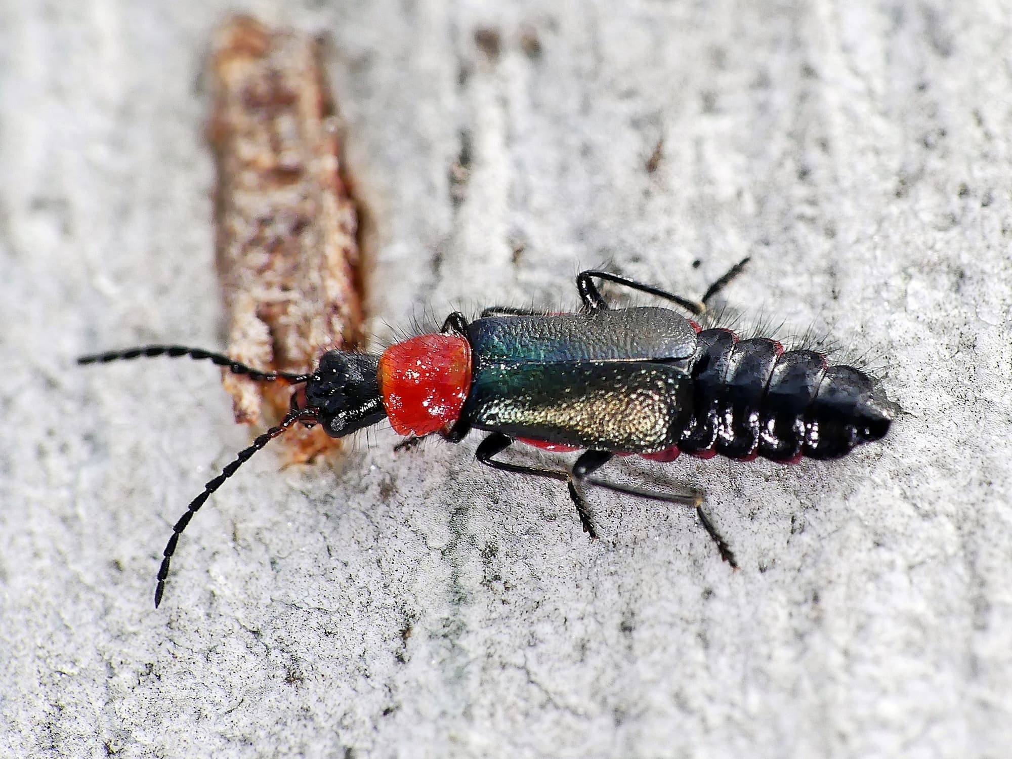 Carphurus cyanopterus – Ausemade