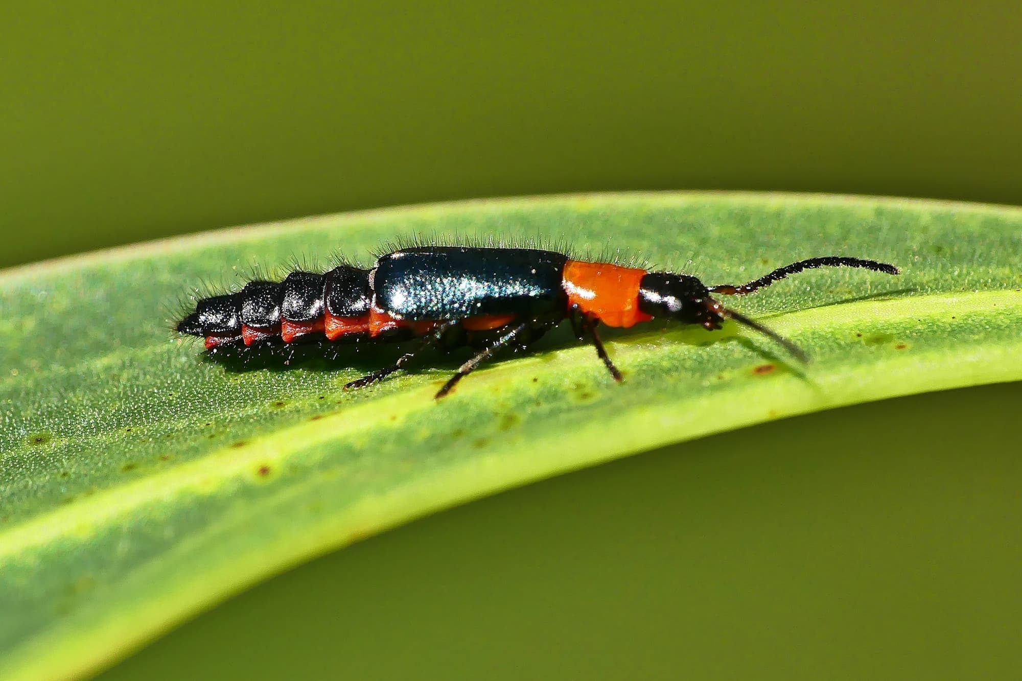 Carphurus cyanopterus – Ausemade