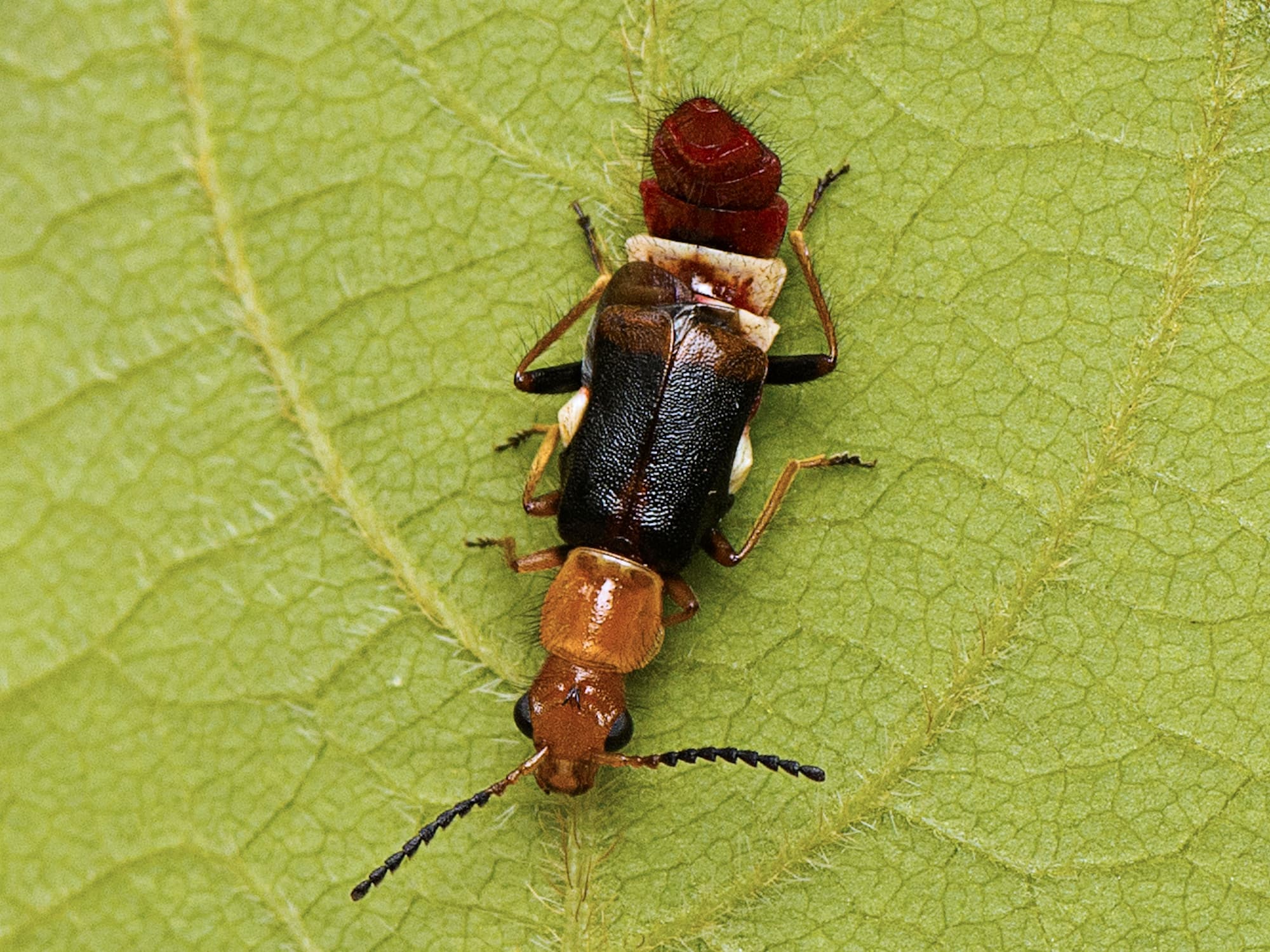 Carphurus fasciculatus – Ausemade