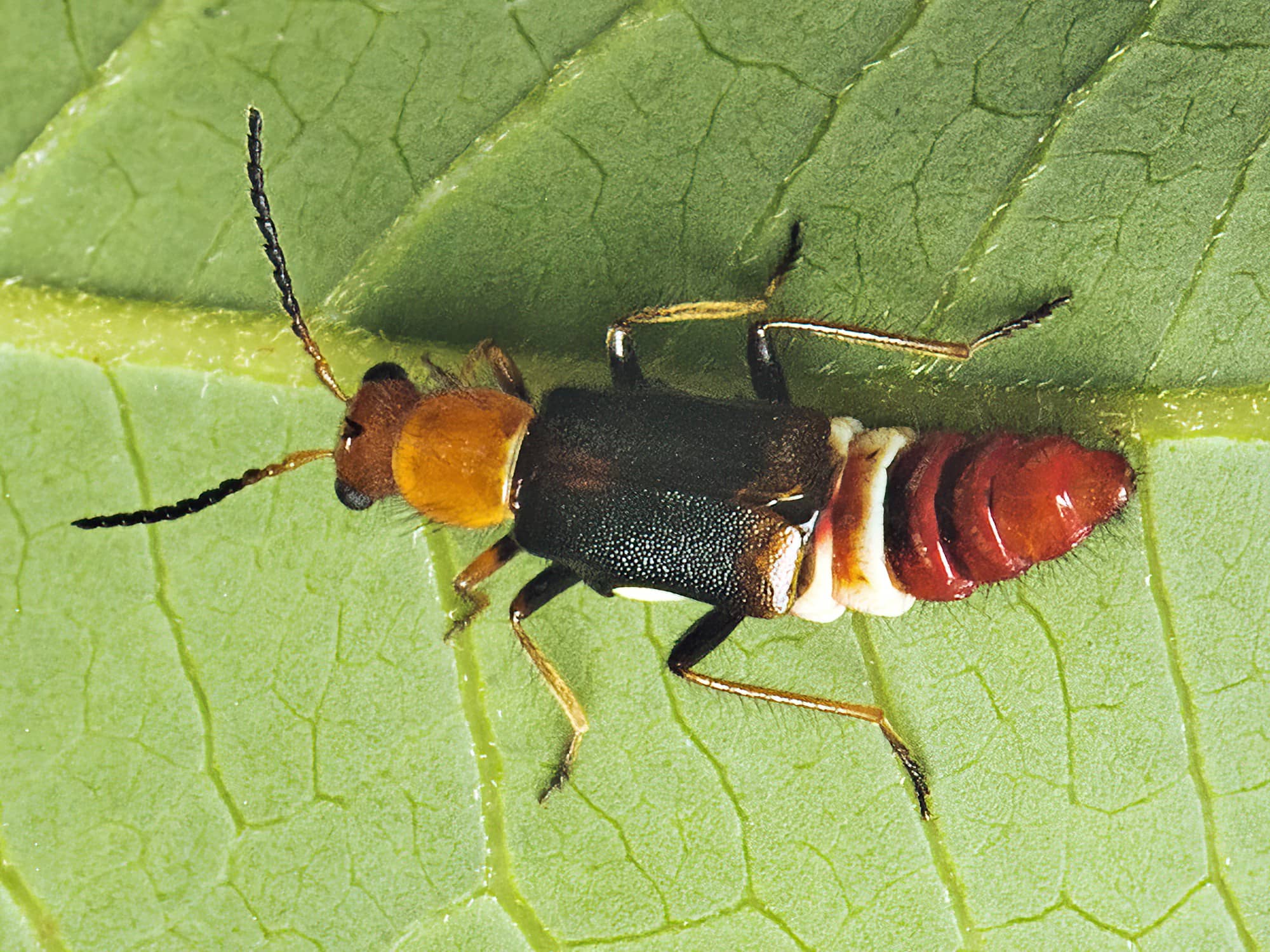 Carphurus fasciculatus – Ausemade