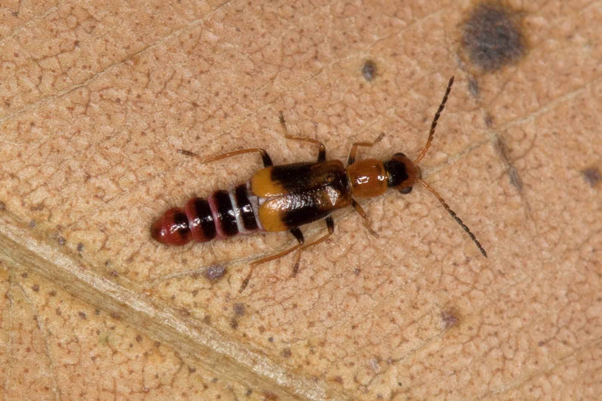 Carphurus frenchi – Ausemade