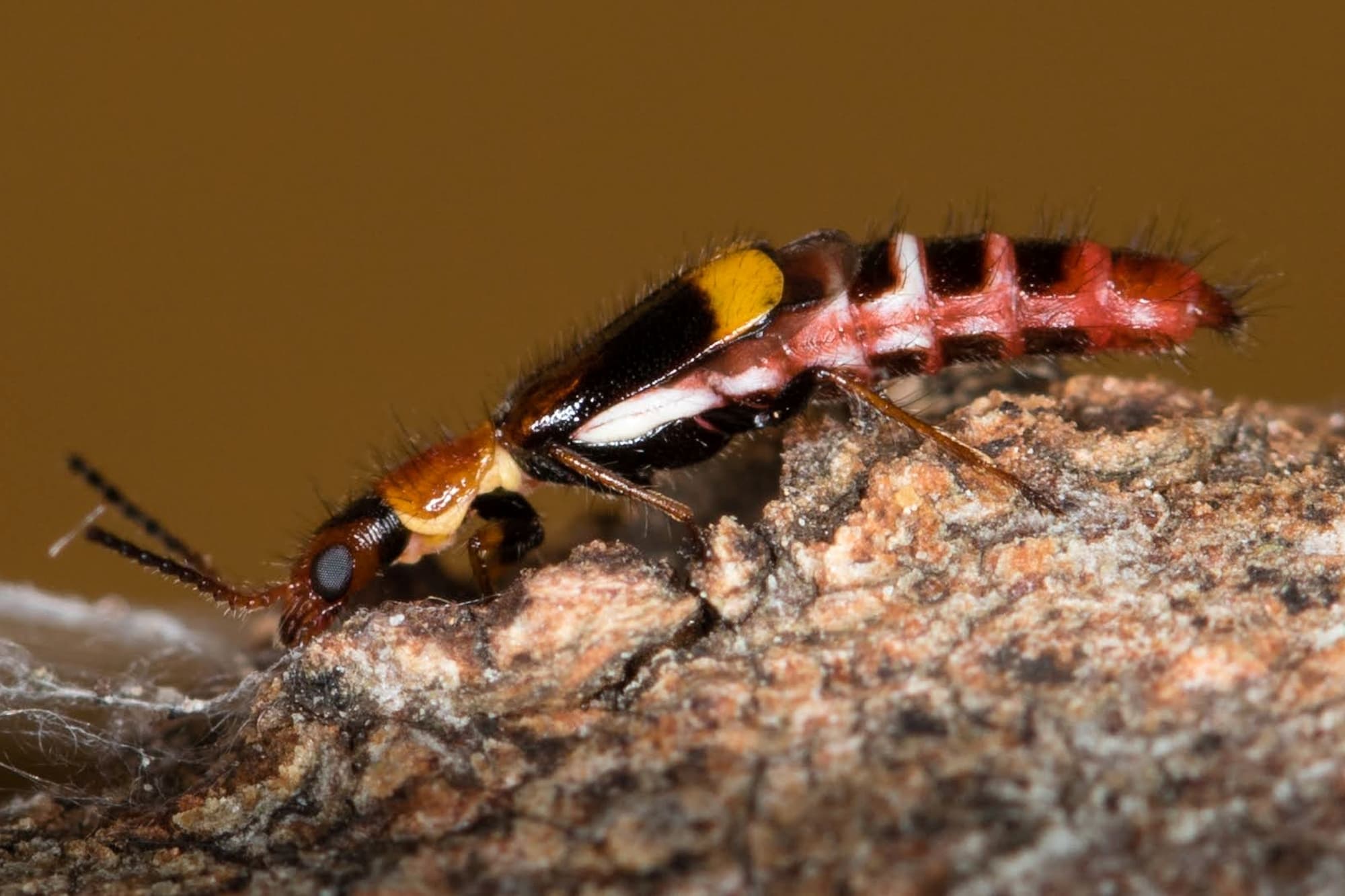 Carphurus frenchi – Ausemade