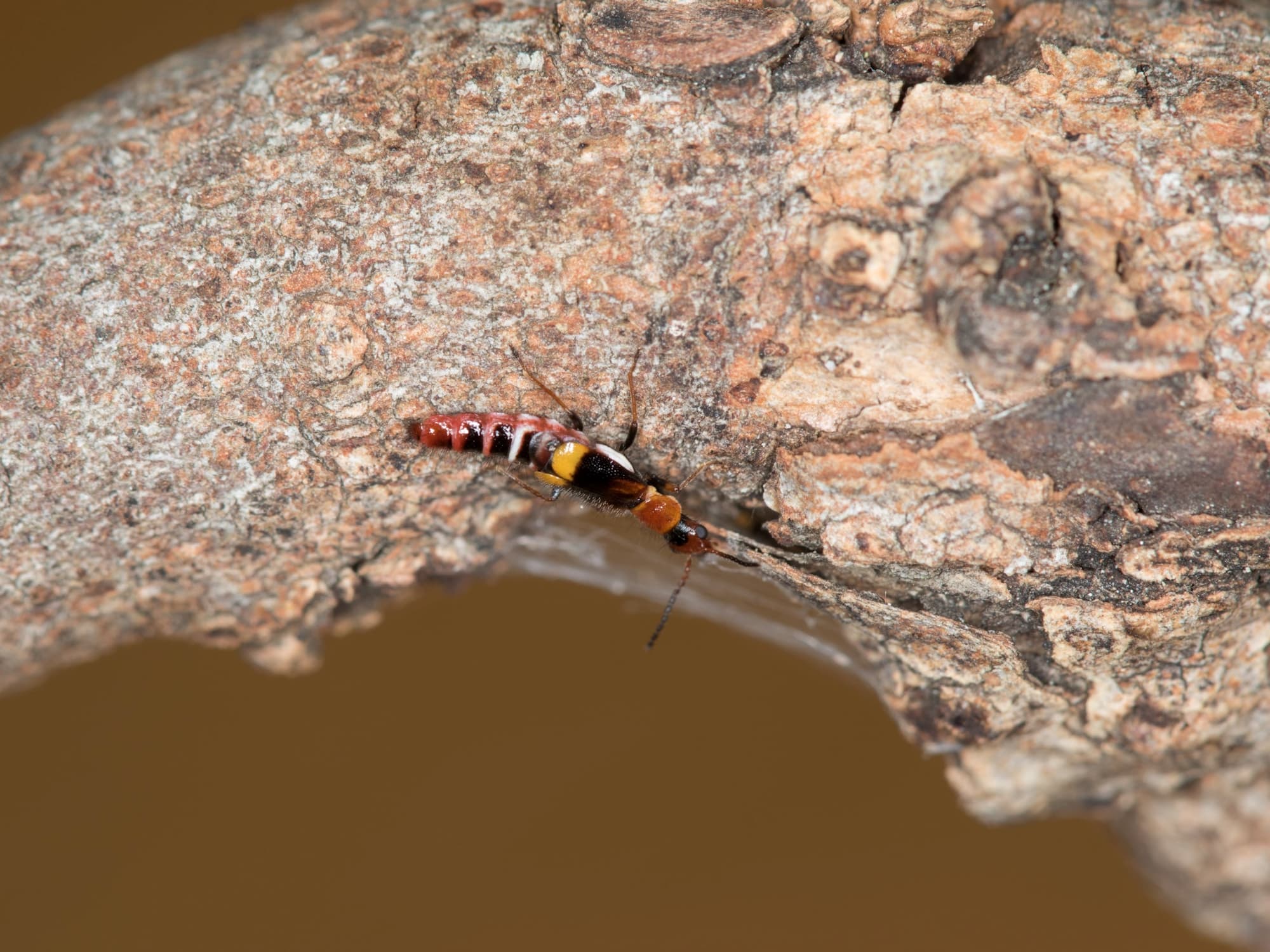 Carphurus frenchi – Ausemade