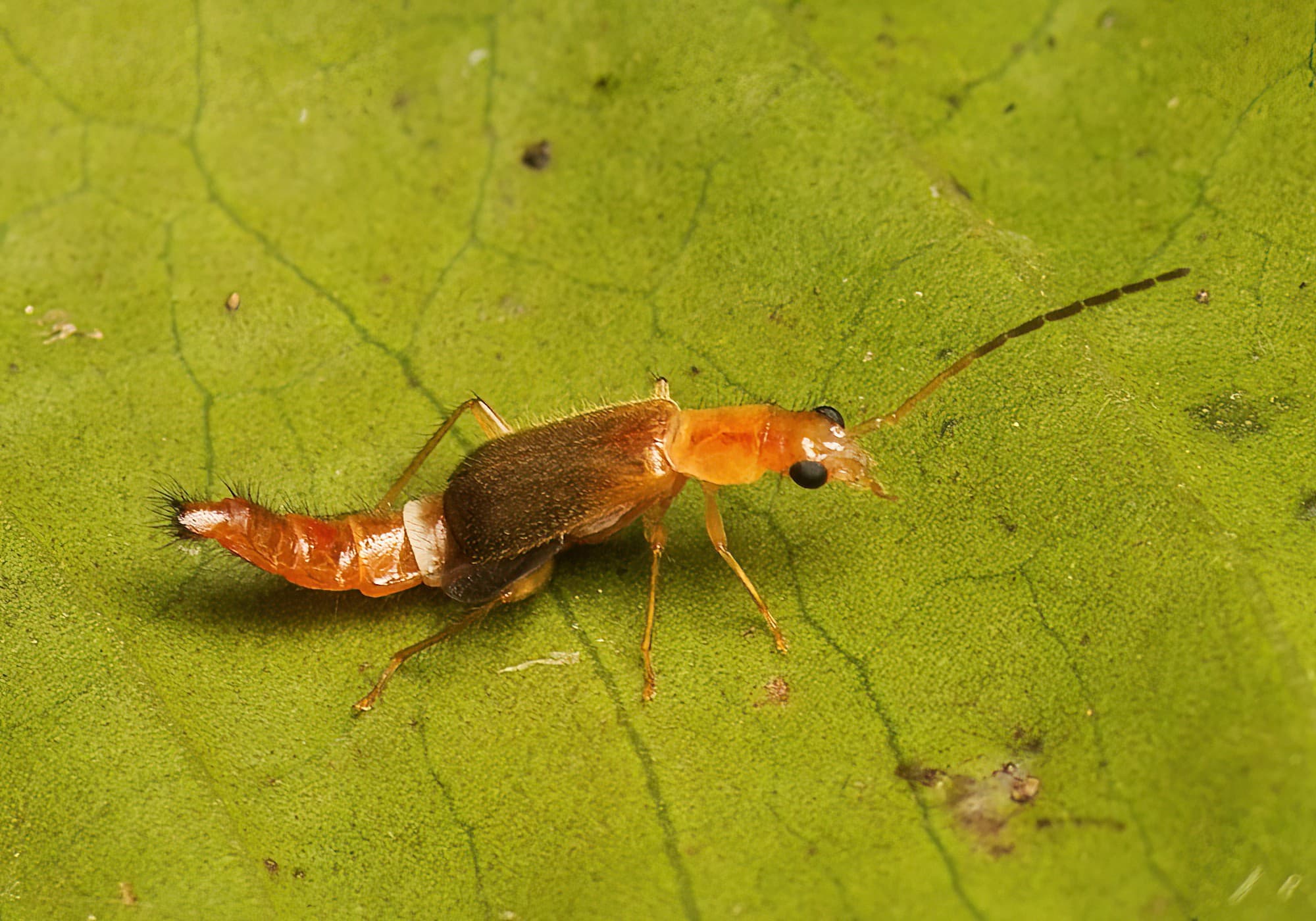 Carphurus – Ausemade