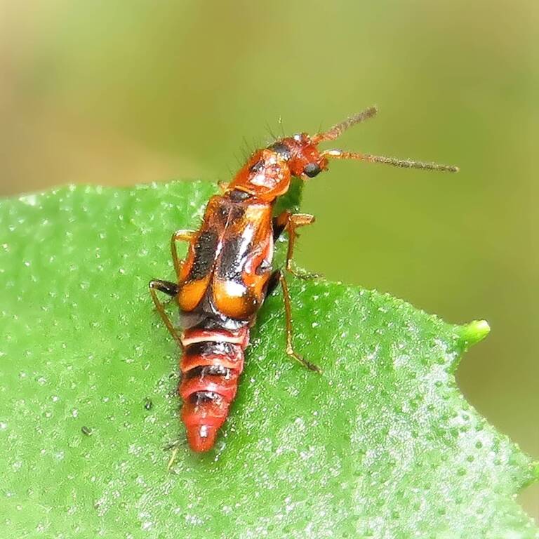 Carphurus pravus – Ausemade