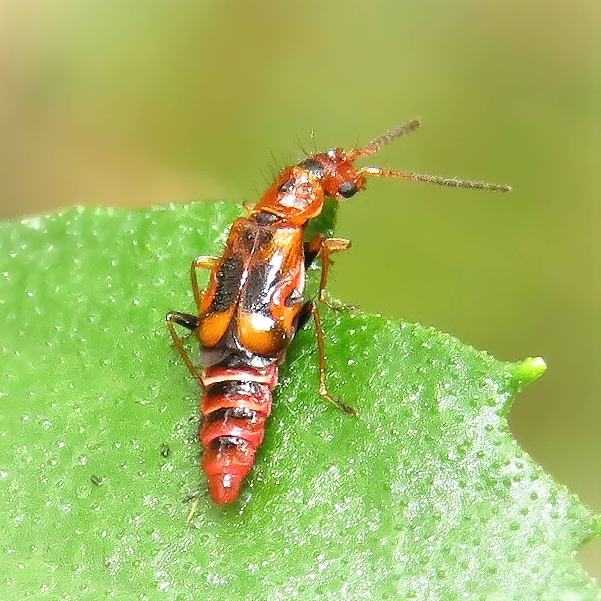 Carphurus pravus – Ausemade